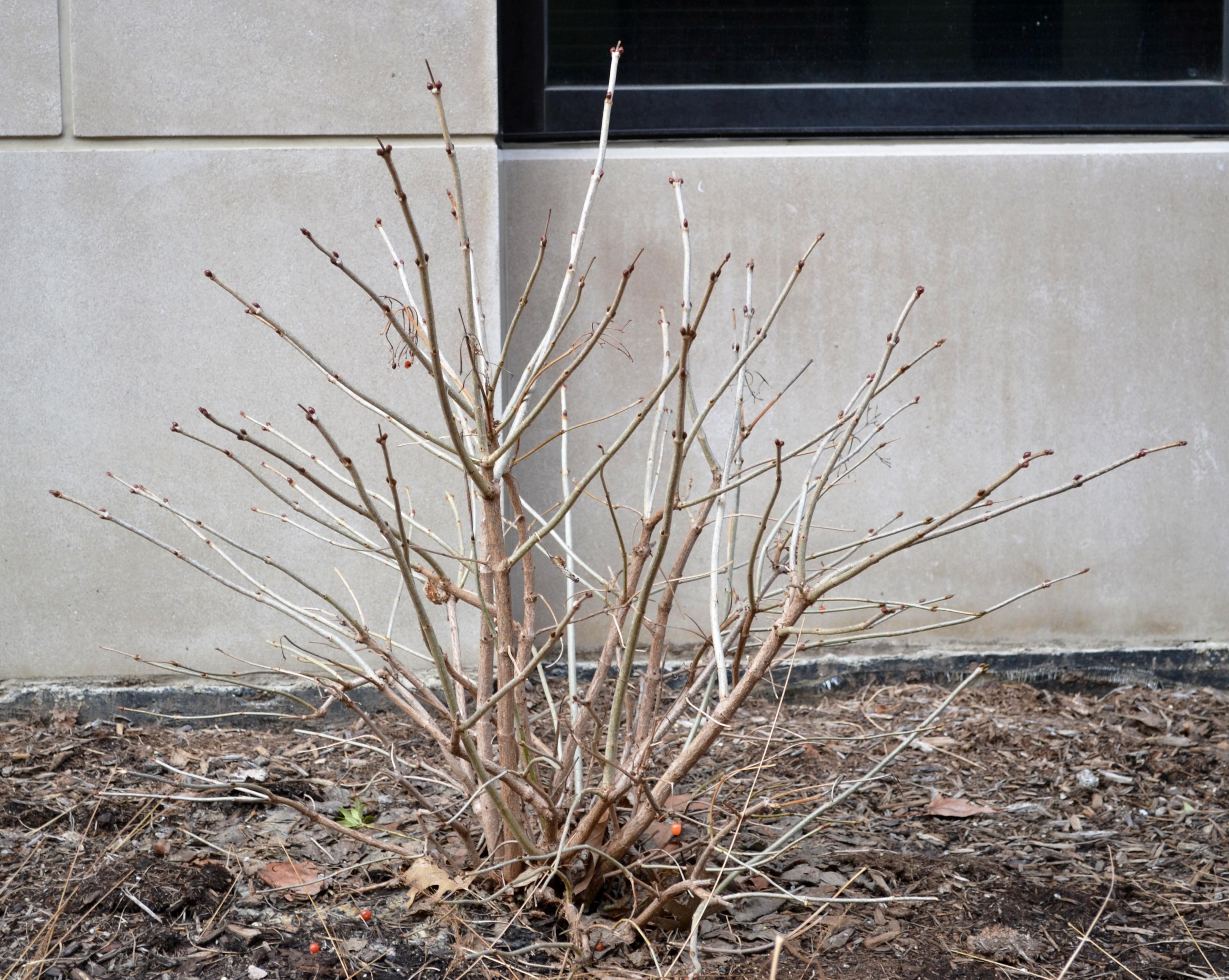 Viburnum trilobum ‘Alfredo’ – Purdue Arboretum Explorer