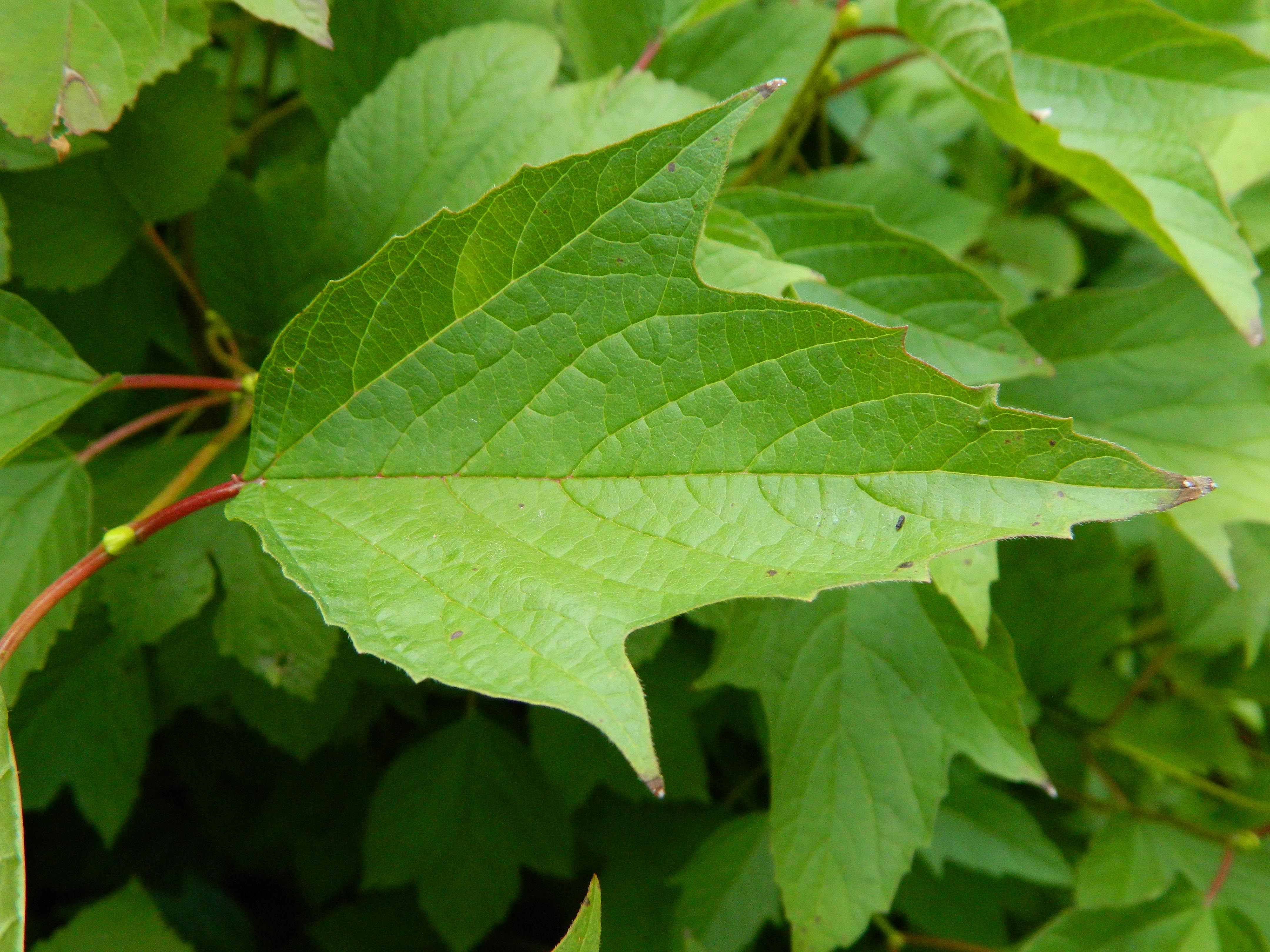 Viburnum trilobum ‘Alfredo’ – Purdue Arboretum Explorer