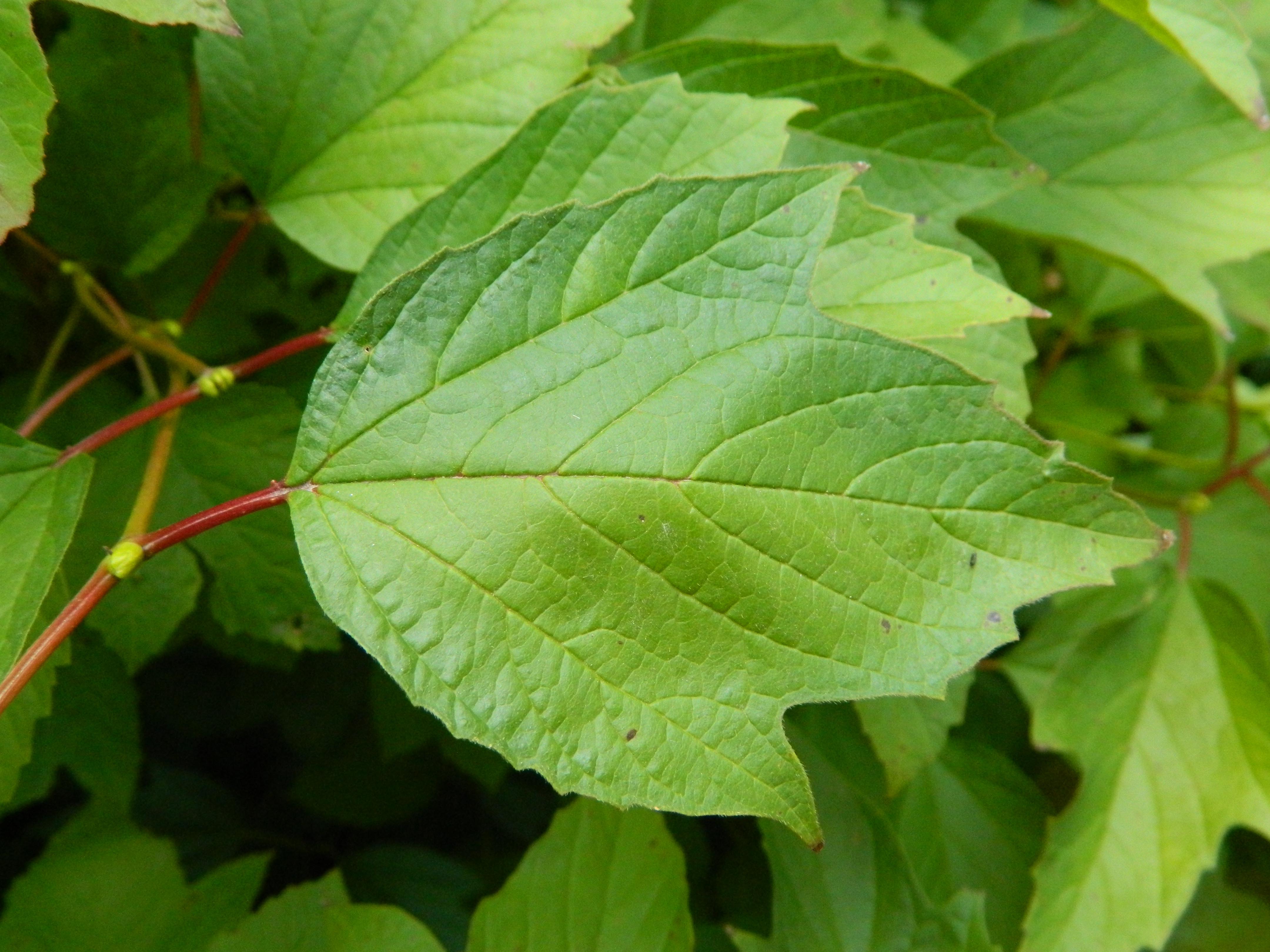 Viburnum trilobum ‘Alfredo’ – Purdue Arboretum Explorer