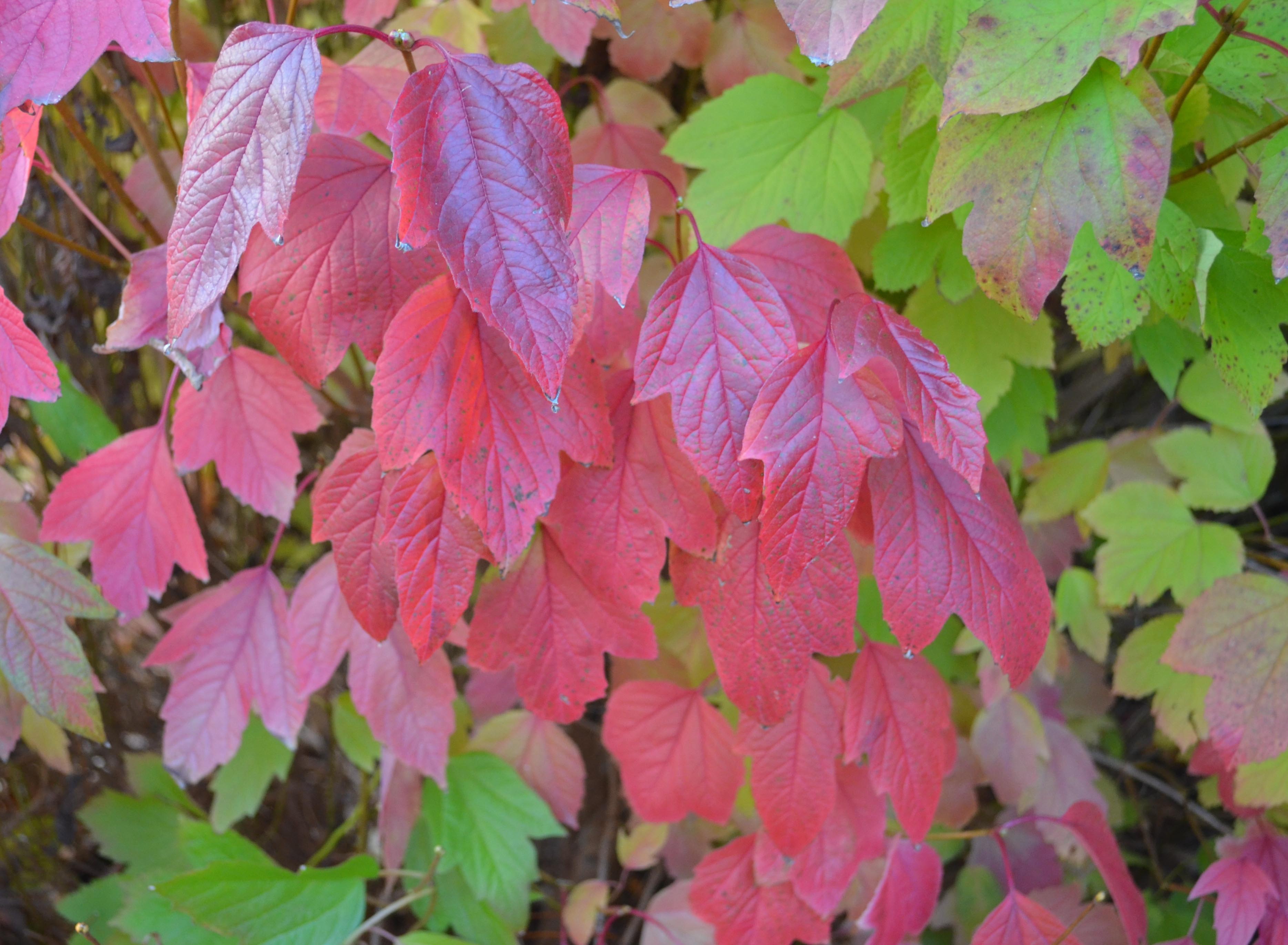 Viburnum trilobum ‘Alfredo’ – Purdue Arboretum Explorer