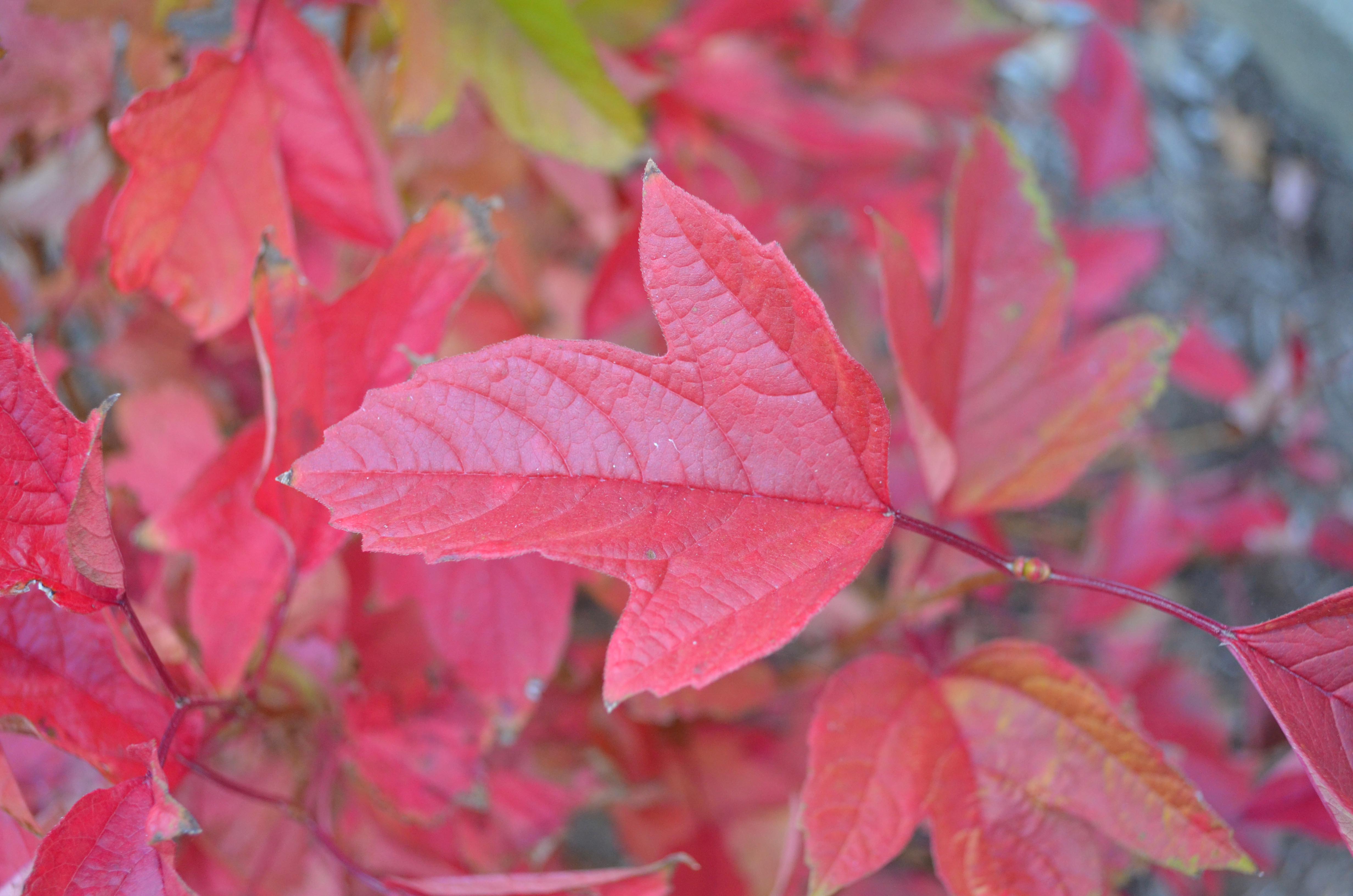 Viburnum trilobum ‘Alfredo’ – Purdue Arboretum Explorer