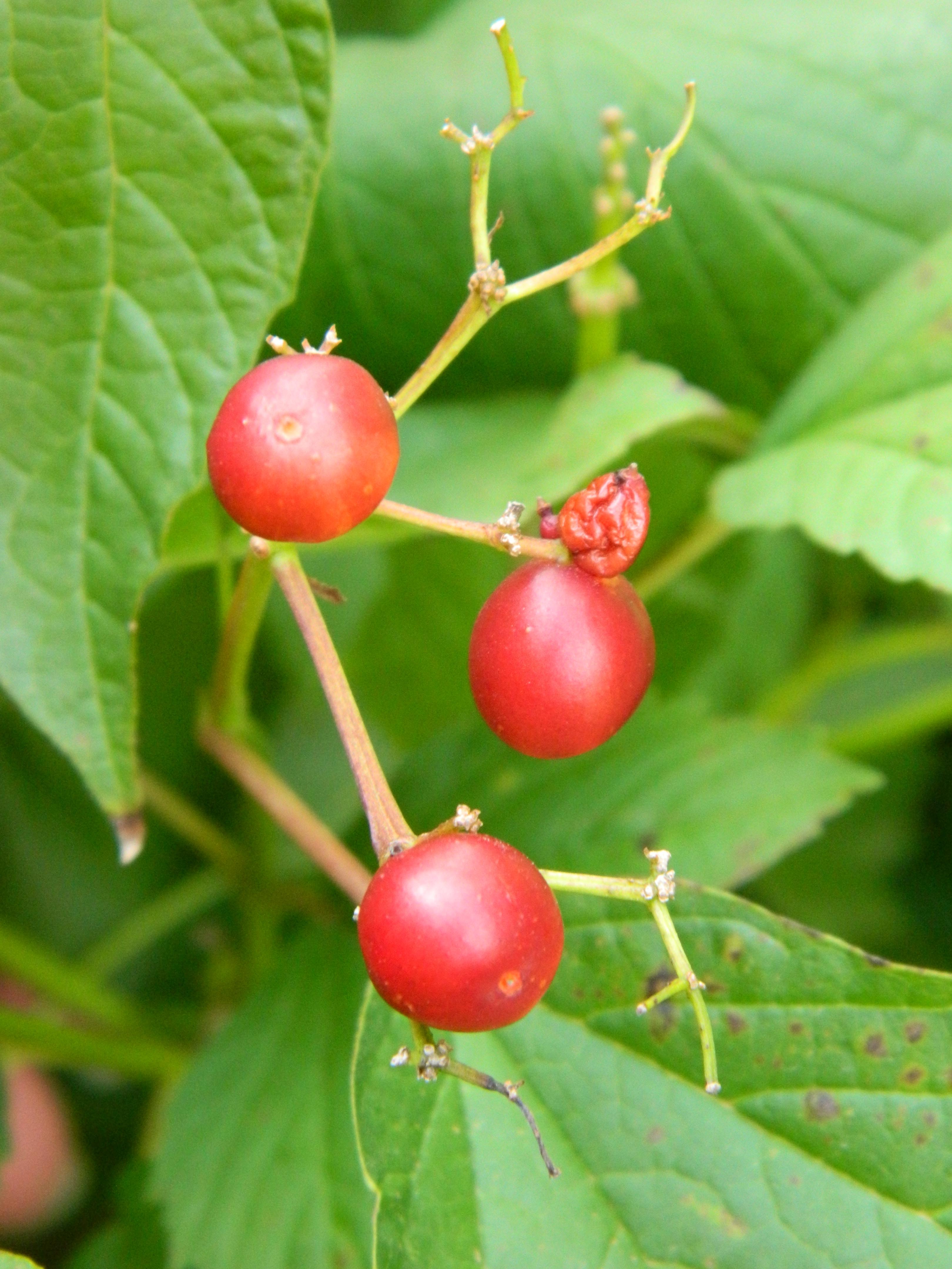 Viburnum trilobum ‘Alfredo’ – Purdue Arboretum Explorer