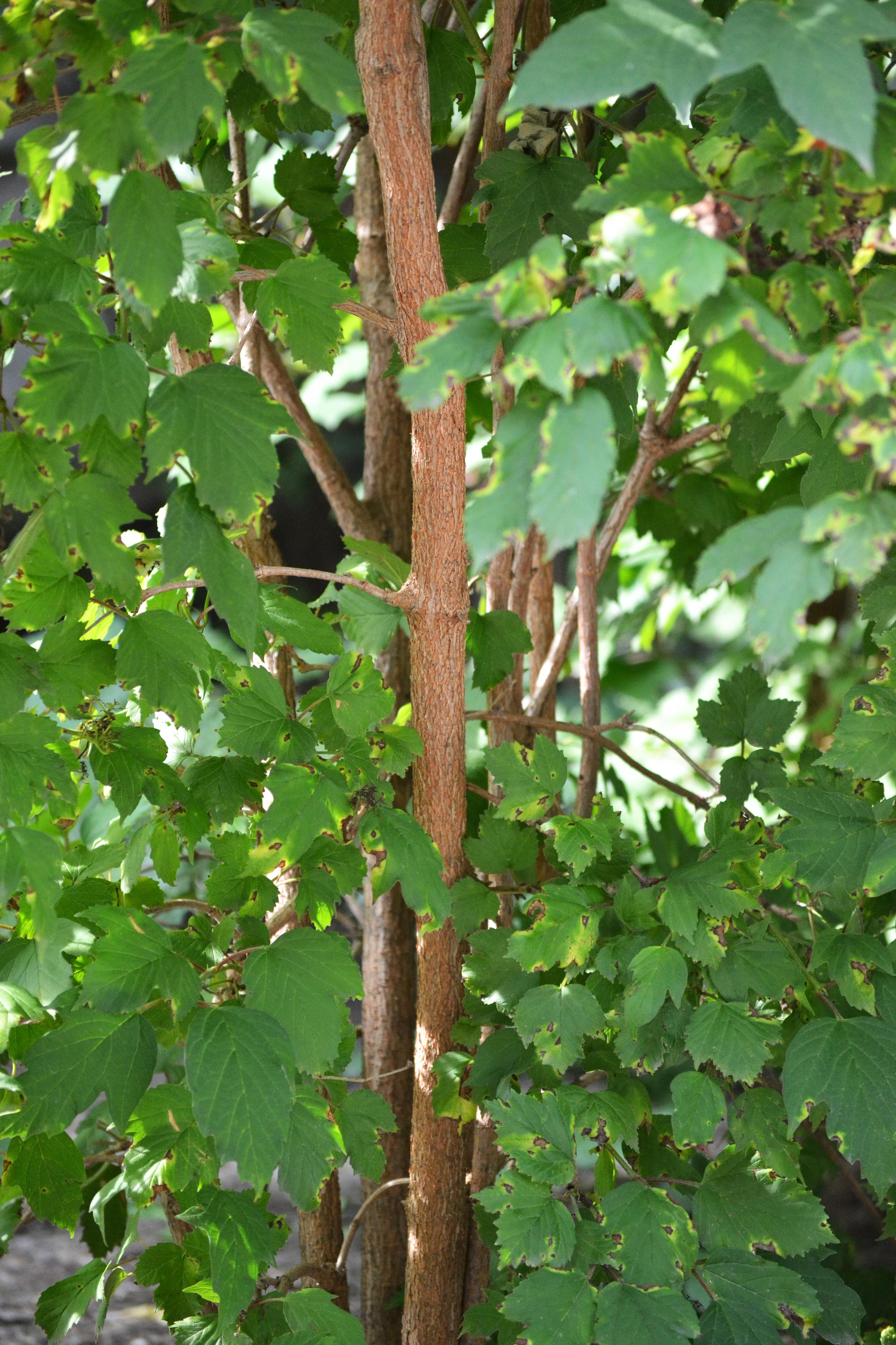 Viburnum acerifolium – Purdue Arboretum Explorer
