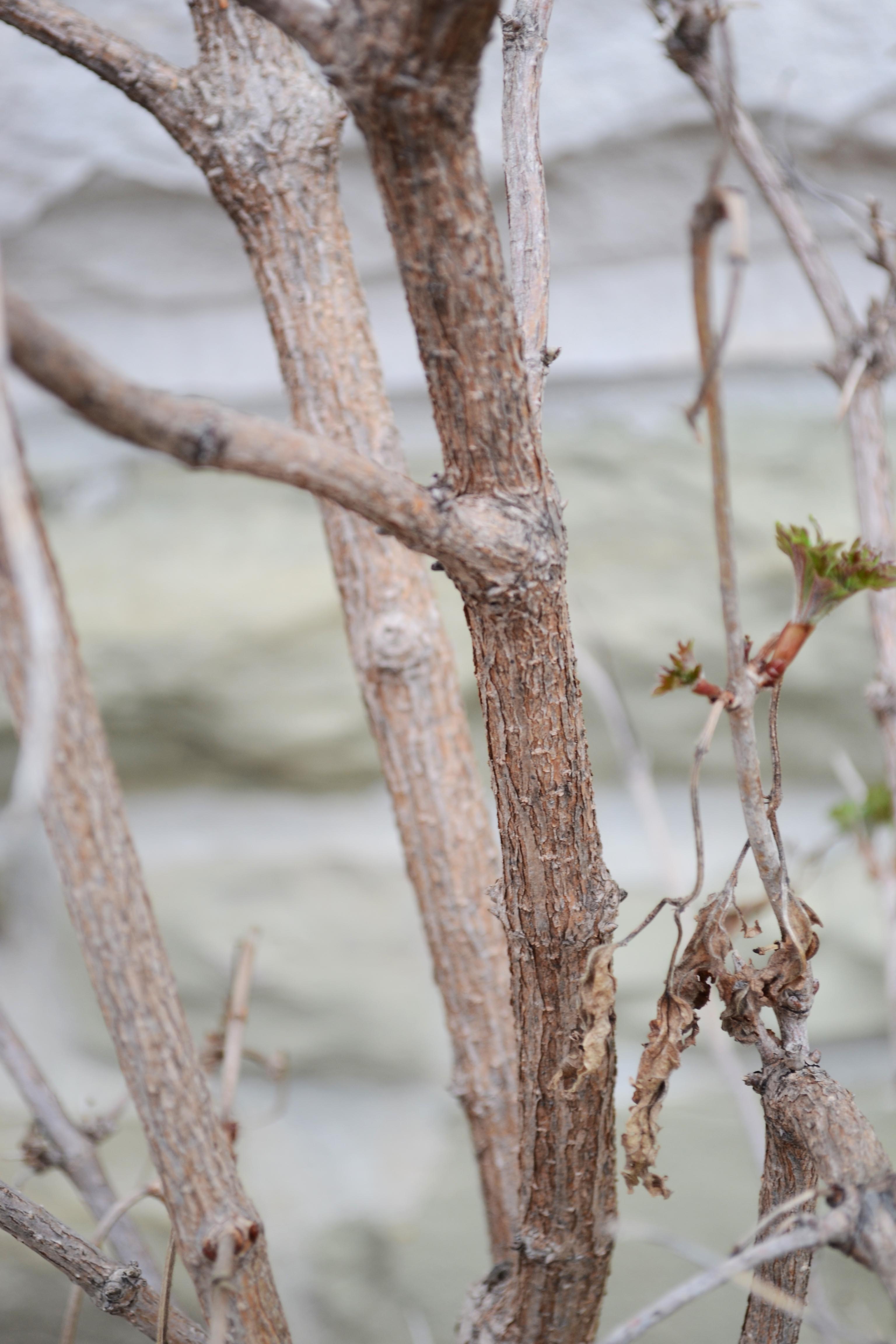 Viburnum acerifolium – Purdue Arboretum Explorer