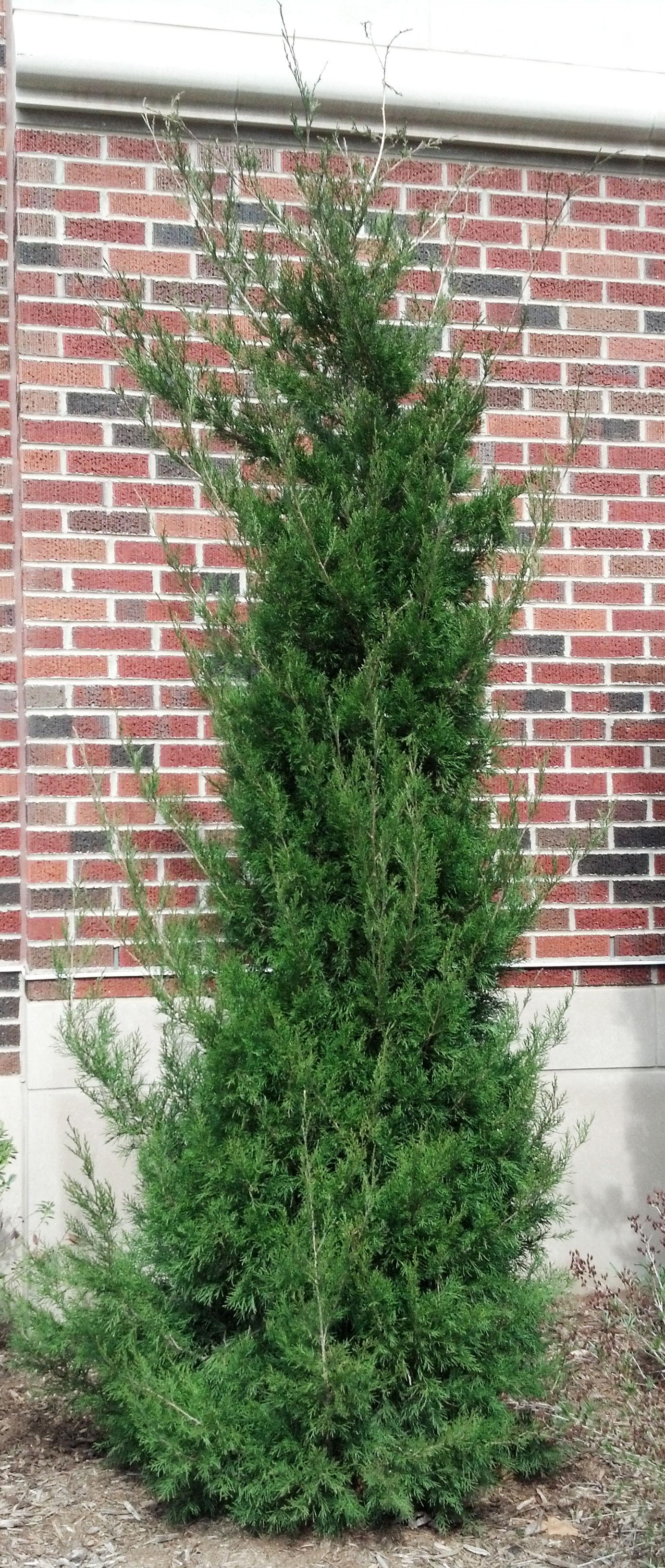 Juniperus chinensis ‘Spearmint’ – Purdue Arboretum Explorer