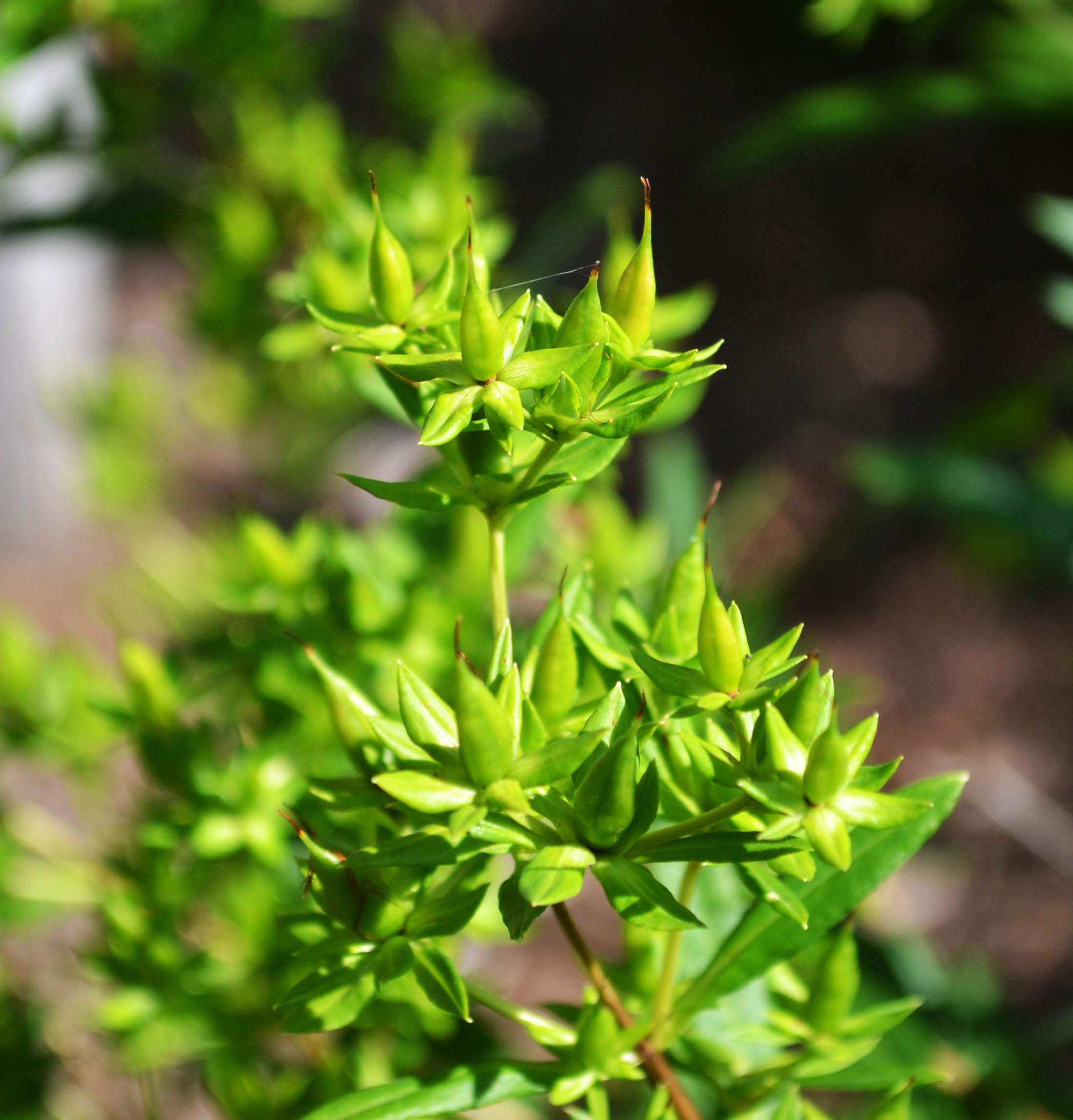 Hypericum kalmianum ‘Ames’ – Purdue Arboretum Explorer
