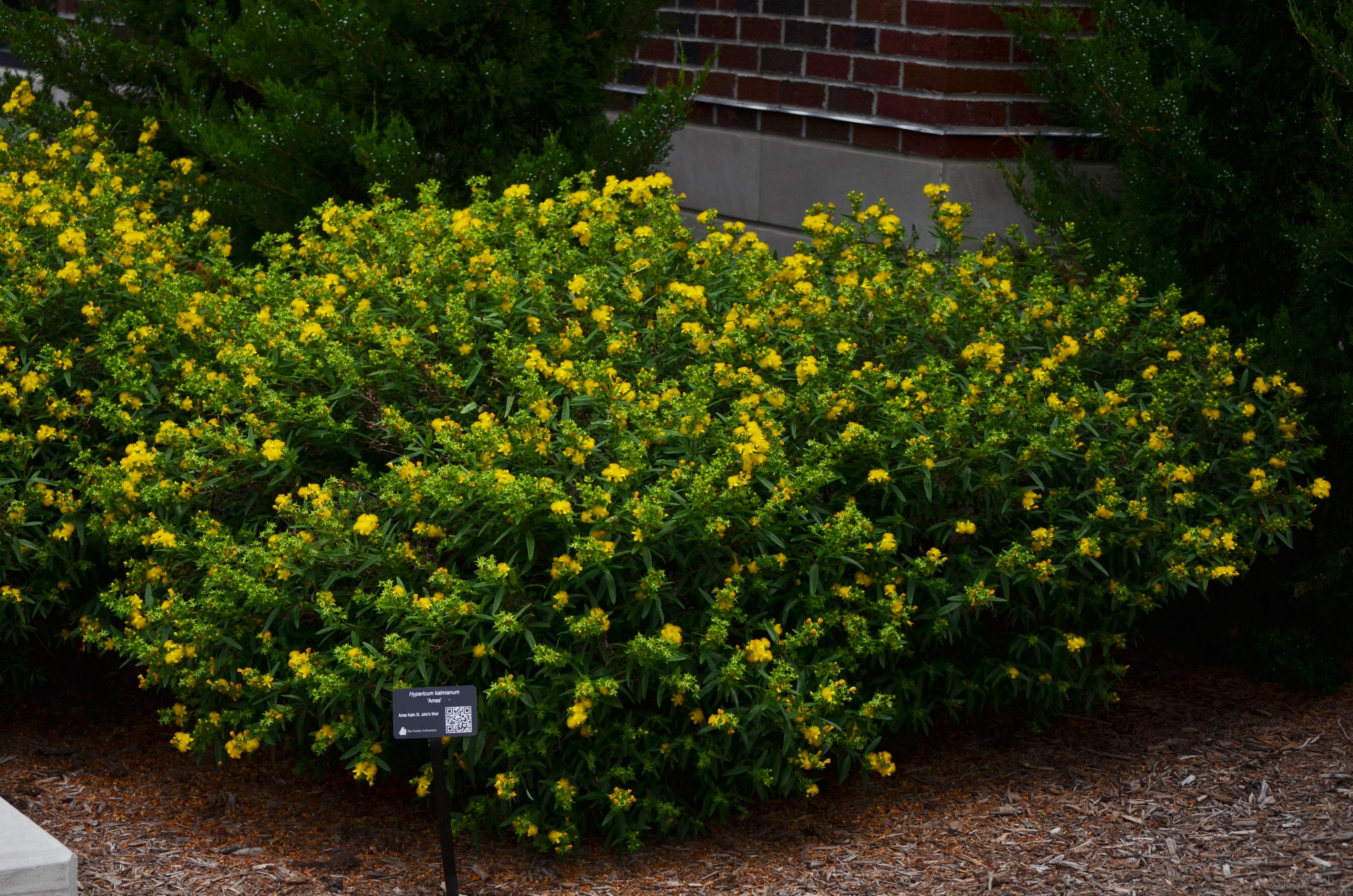 Hypericum kalmianum ‘Ames’ – Purdue Arboretum Explorer