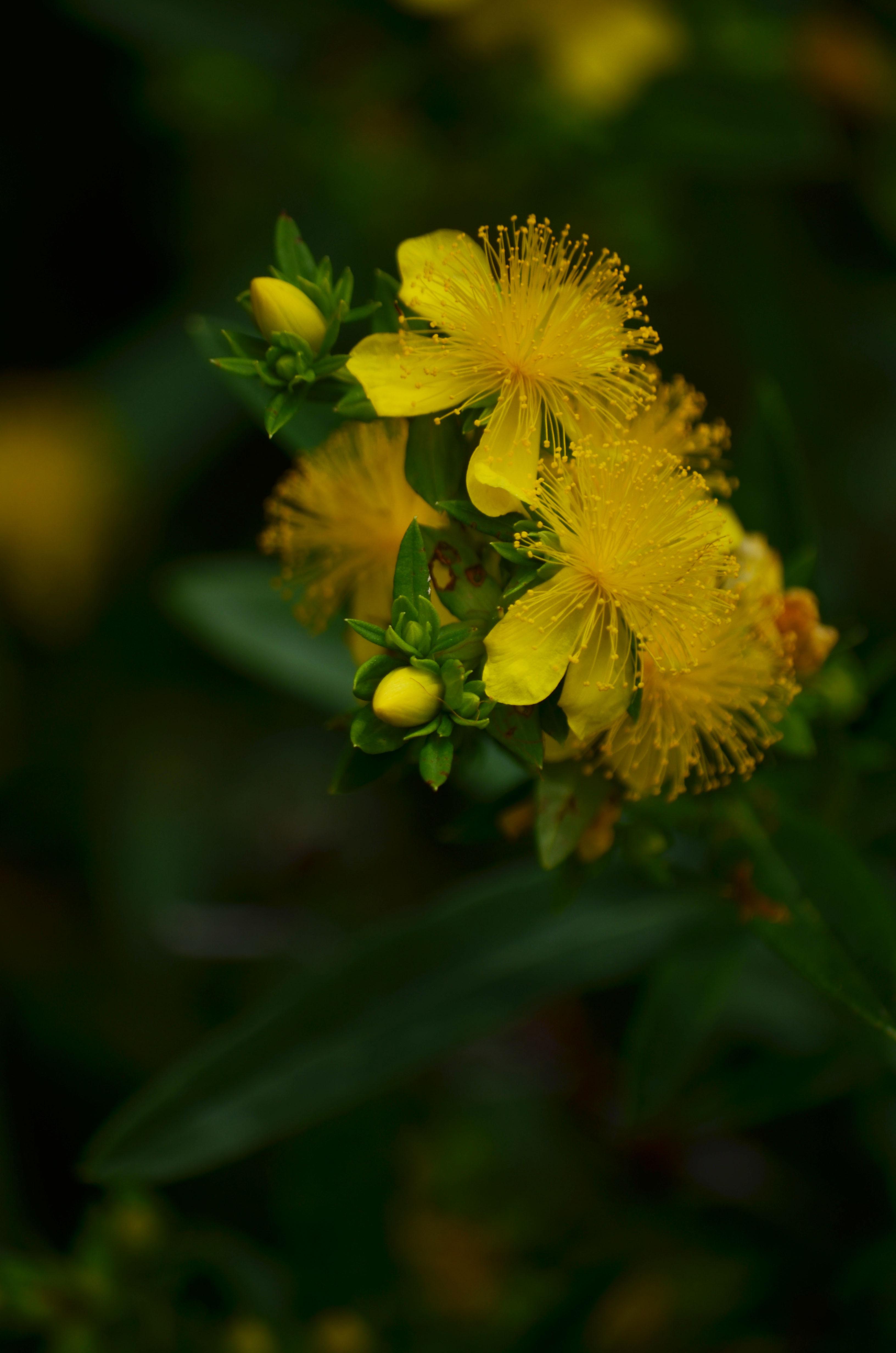 Hypericum kalmianum ‘Ames’ – Purdue Arboretum Explorer