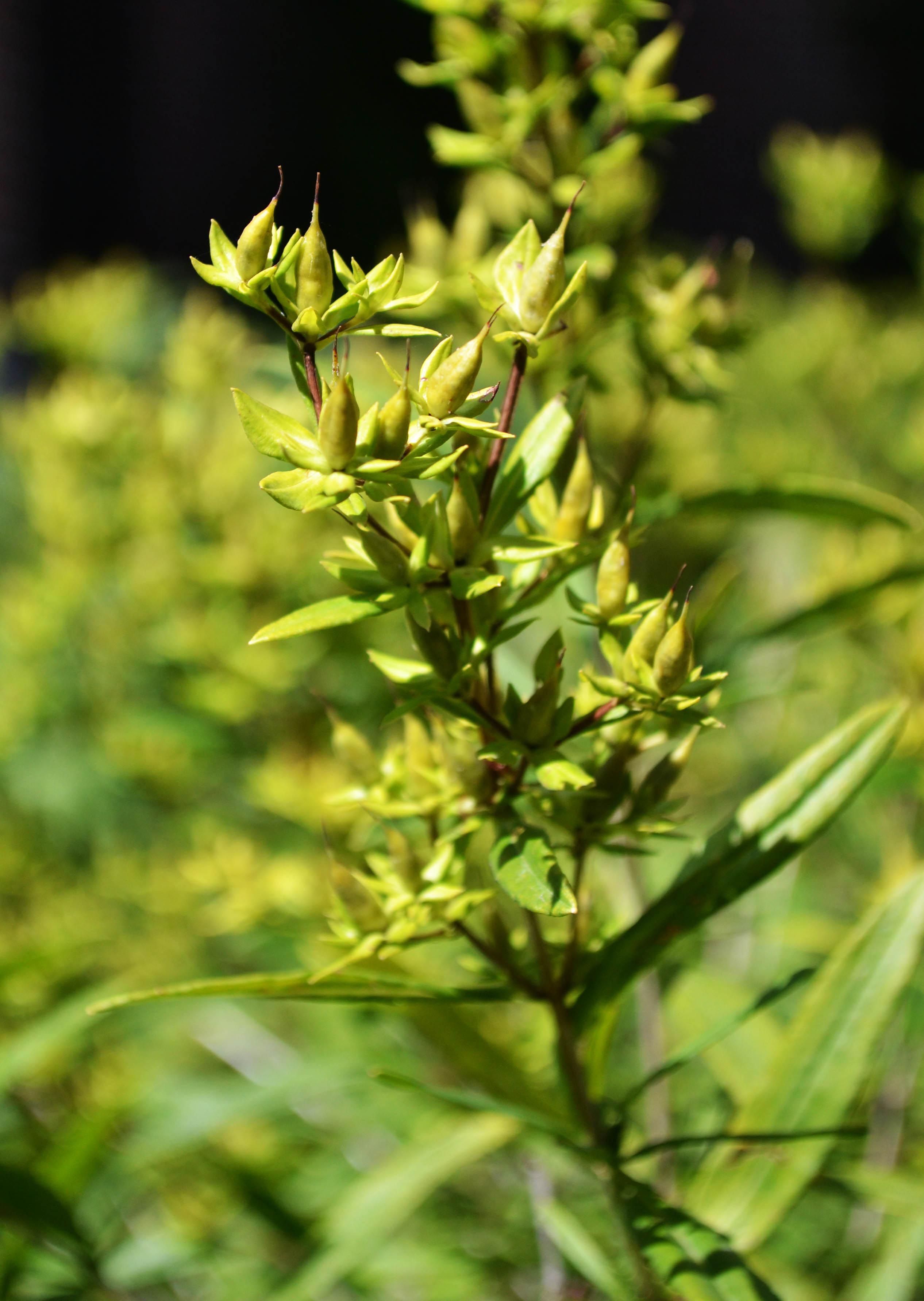 Hypericum kalmianum ‘Ames’ – Purdue Arboretum Explorer