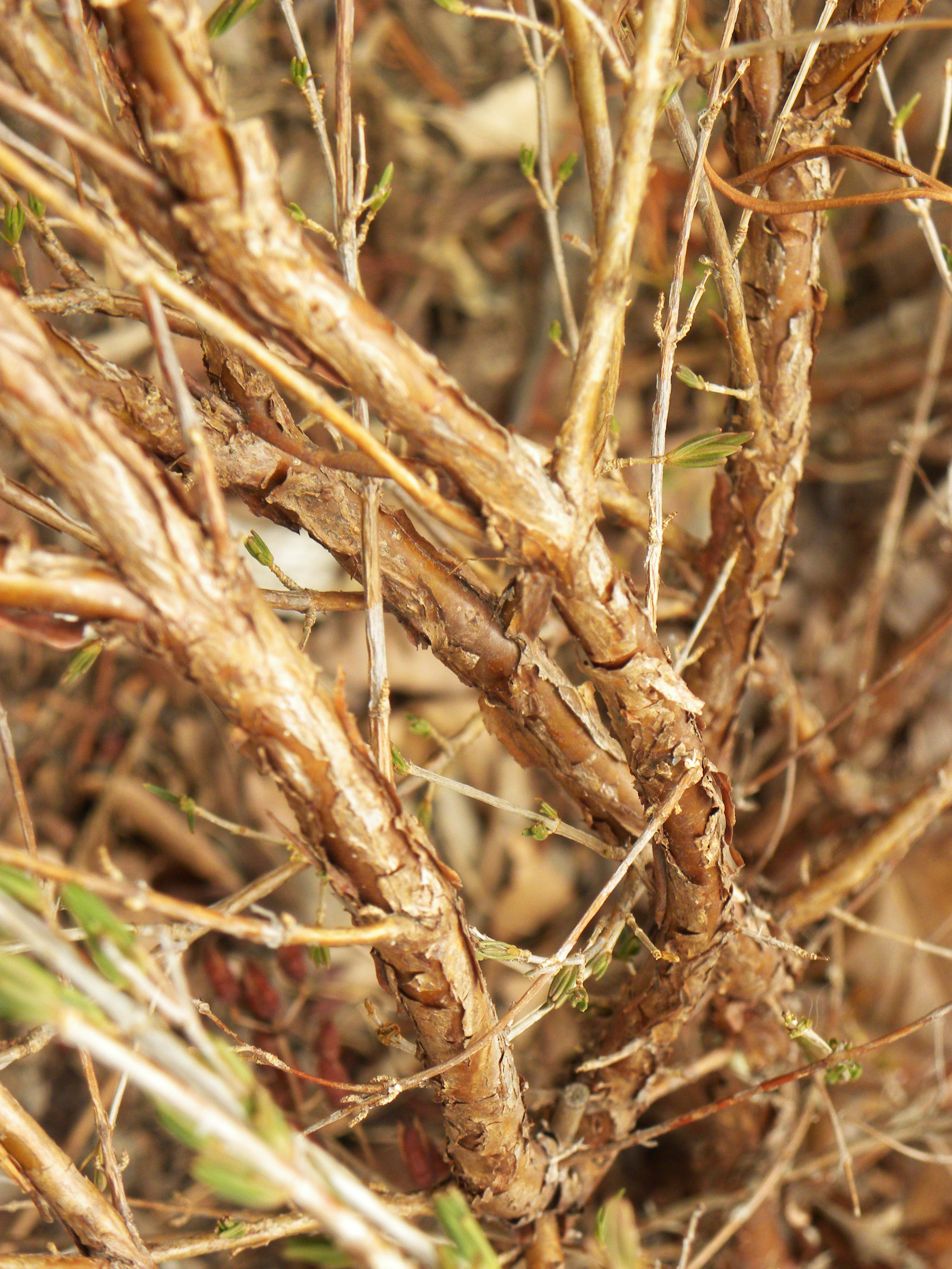 Hypericum kalmianum ‘Ames’ – Purdue Arboretum Explorer