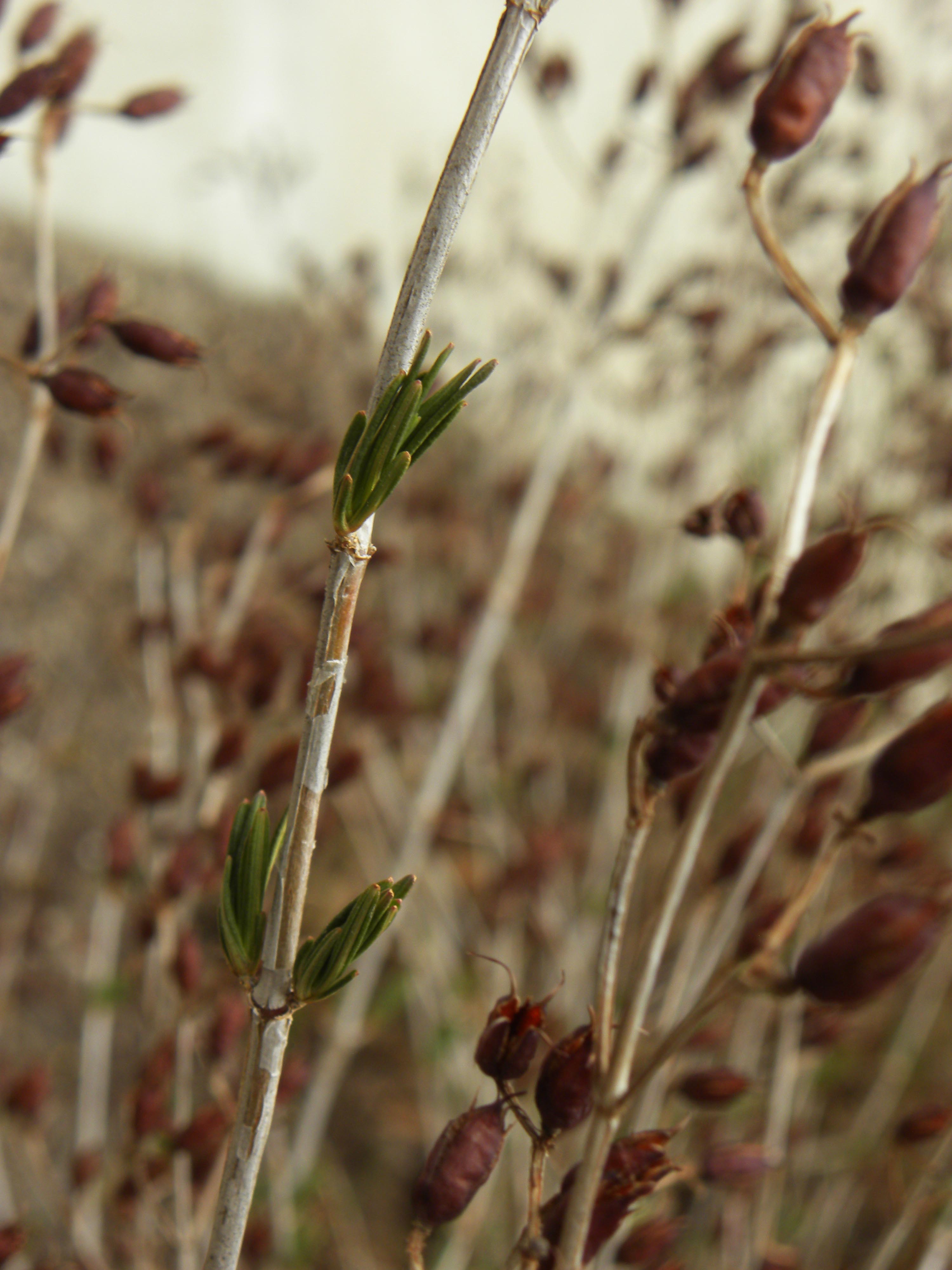 Hypericum kalmianum ‘Ames’ – Purdue Arboretum Explorer