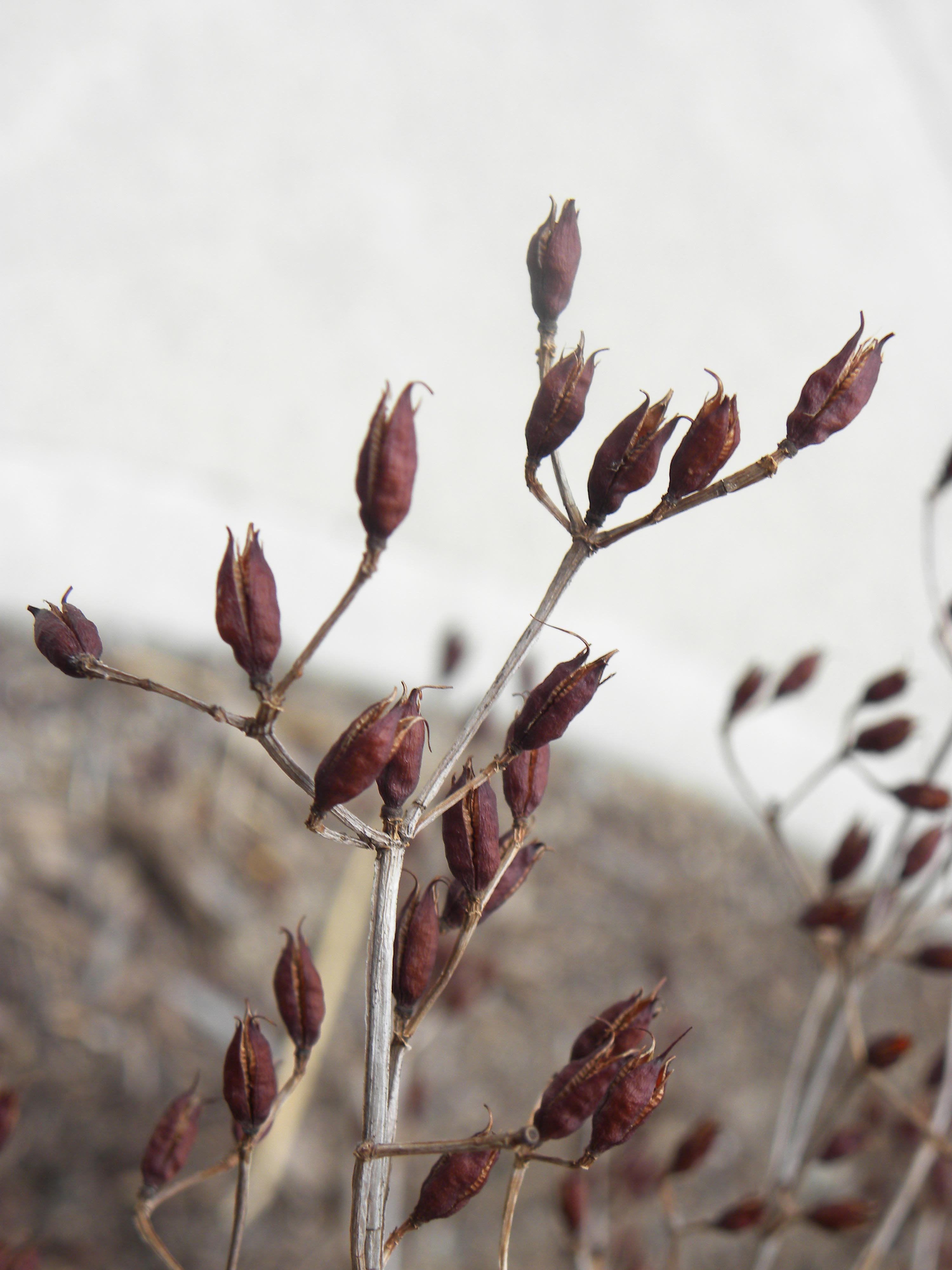 Hypericum kalmianum ‘Ames’ – Purdue Arboretum Explorer