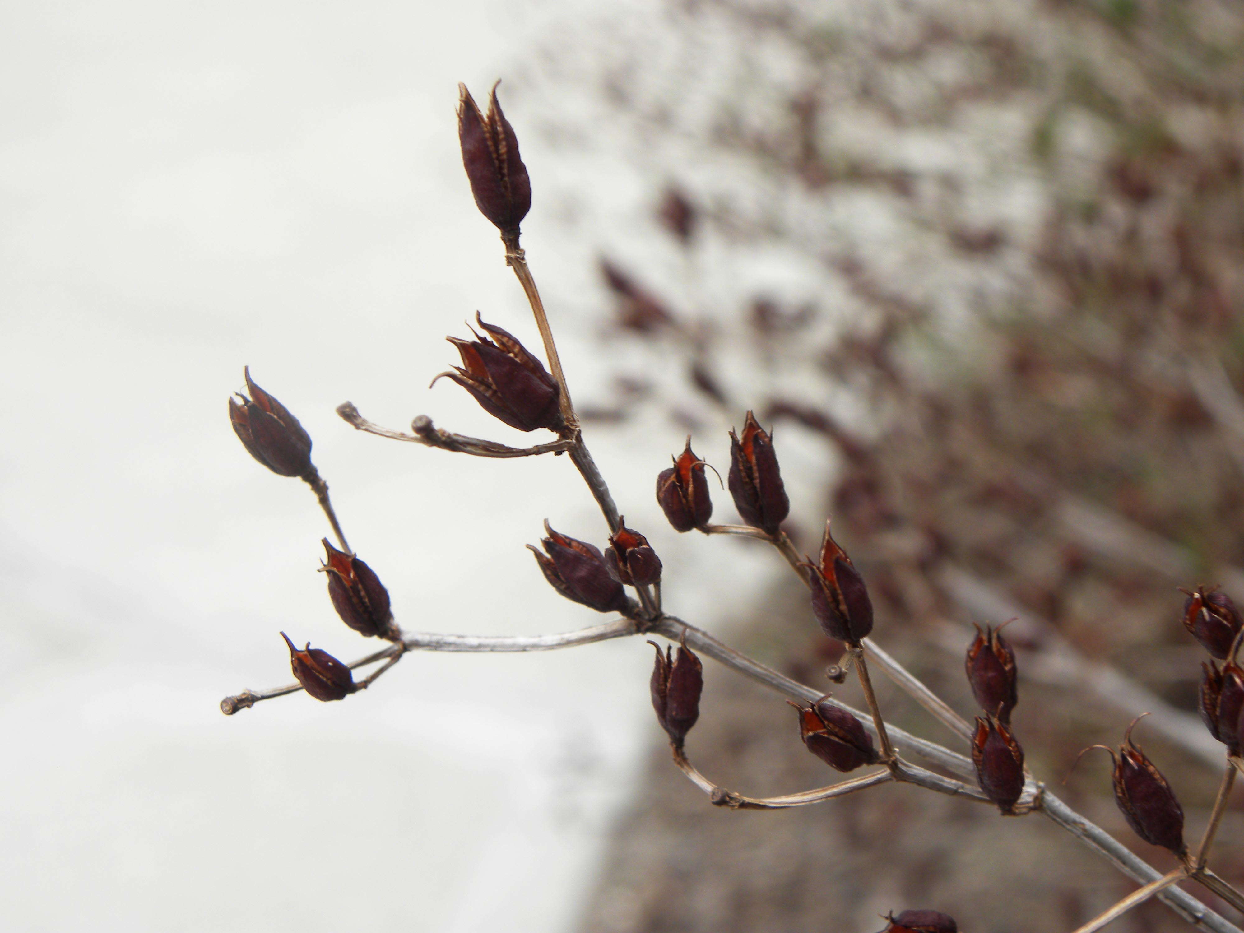 Hypericum kalmianum ‘Ames’ – Purdue Arboretum Explorer