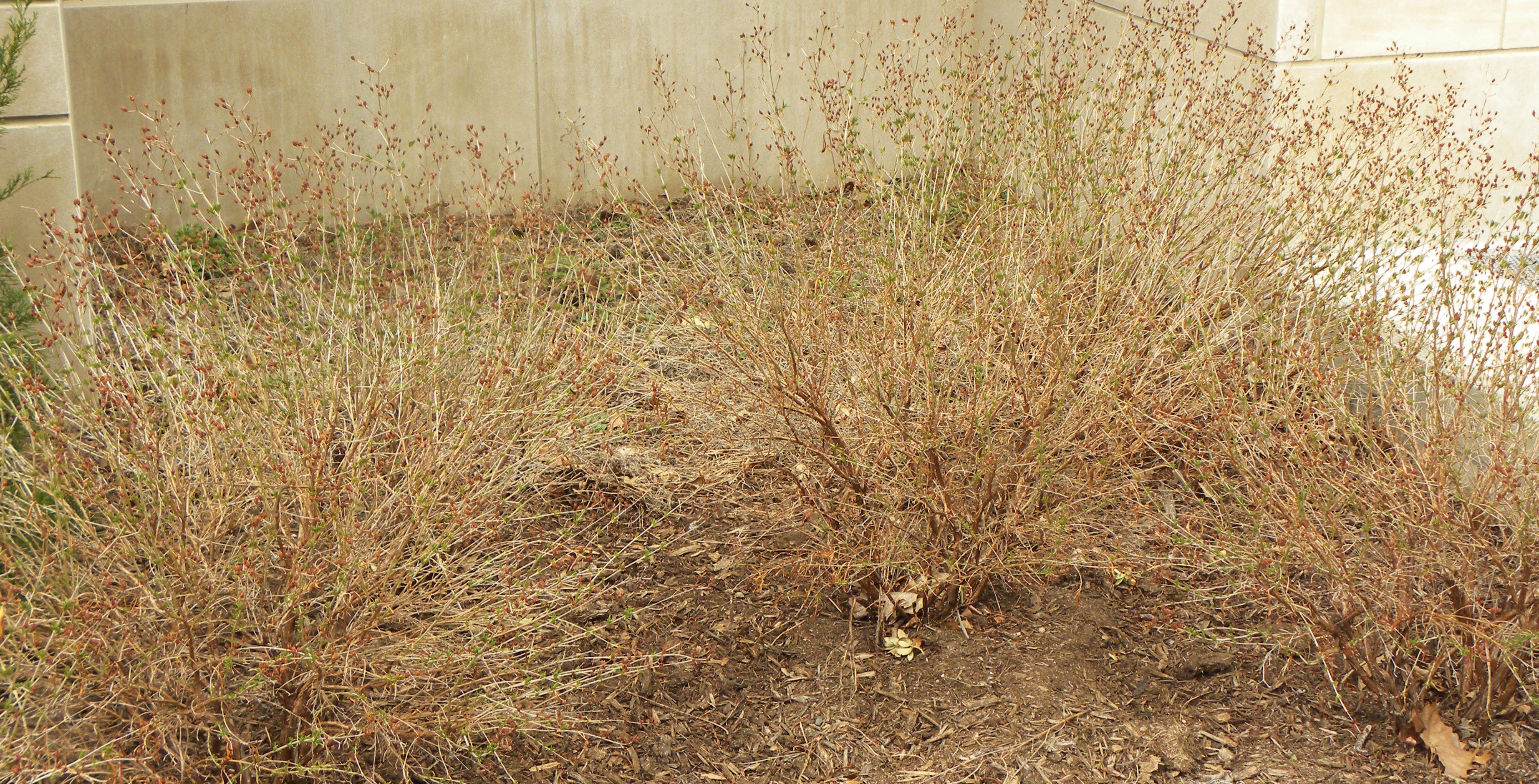 Hypericum kalmianum ‘Ames’ – Purdue Arboretum Explorer