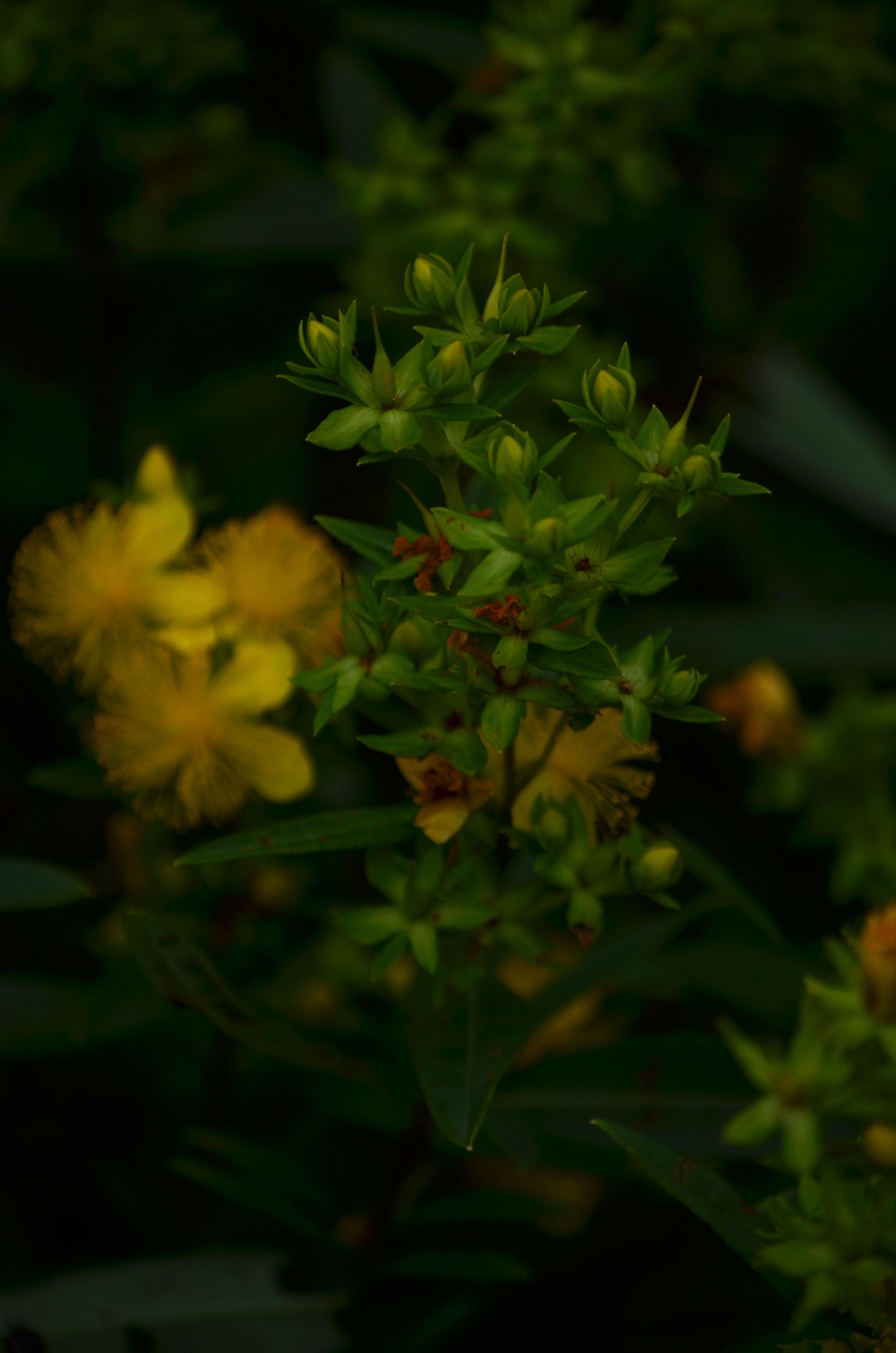 Hypericum kalmianum ‘Ames’ – Purdue Arboretum Explorer