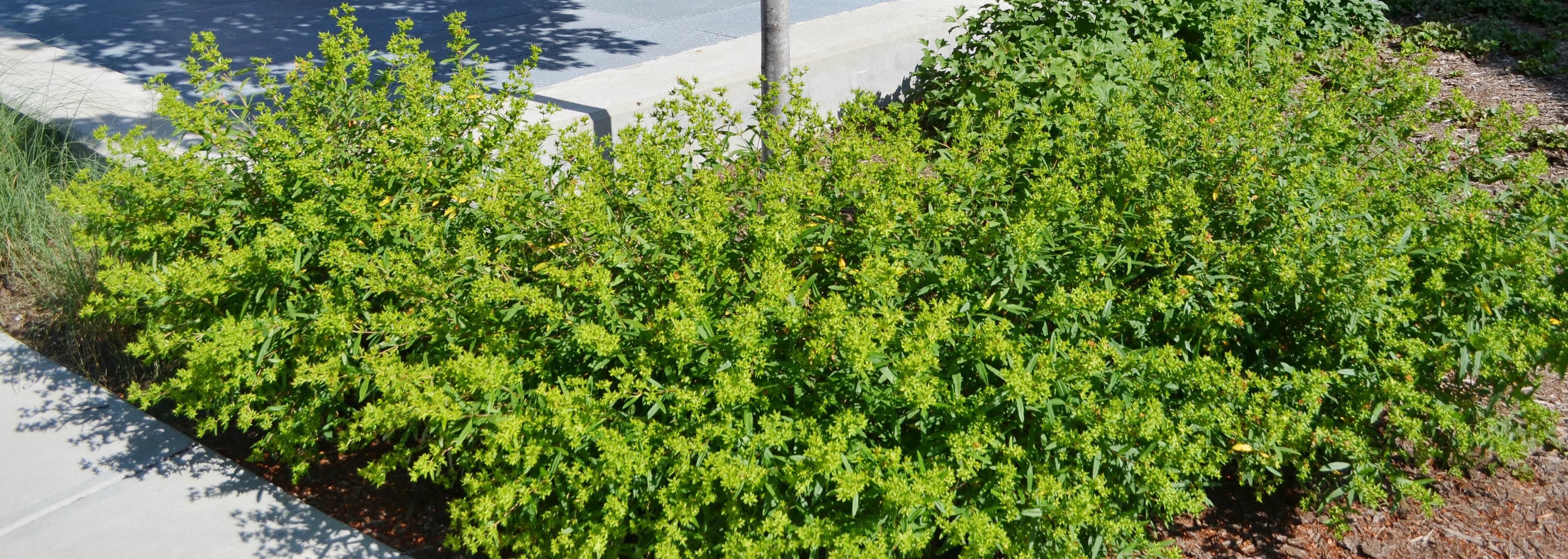 Hypericum kalmianum ‘Ames’ – Purdue Arboretum Explorer