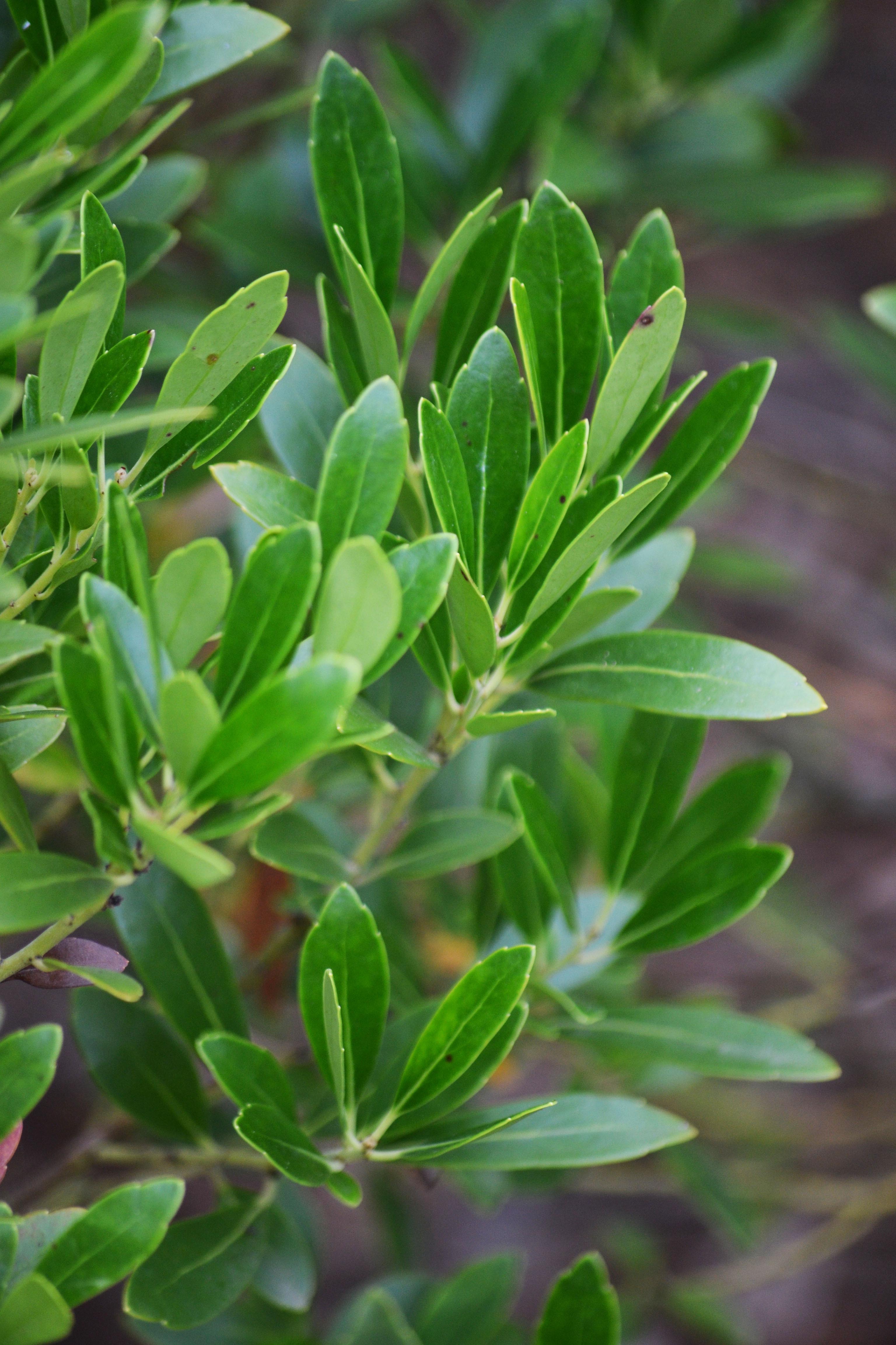 Ilex glabra ‘Chamzin’ [sold as Nordic®] – Purdue Arboretum Explorer
