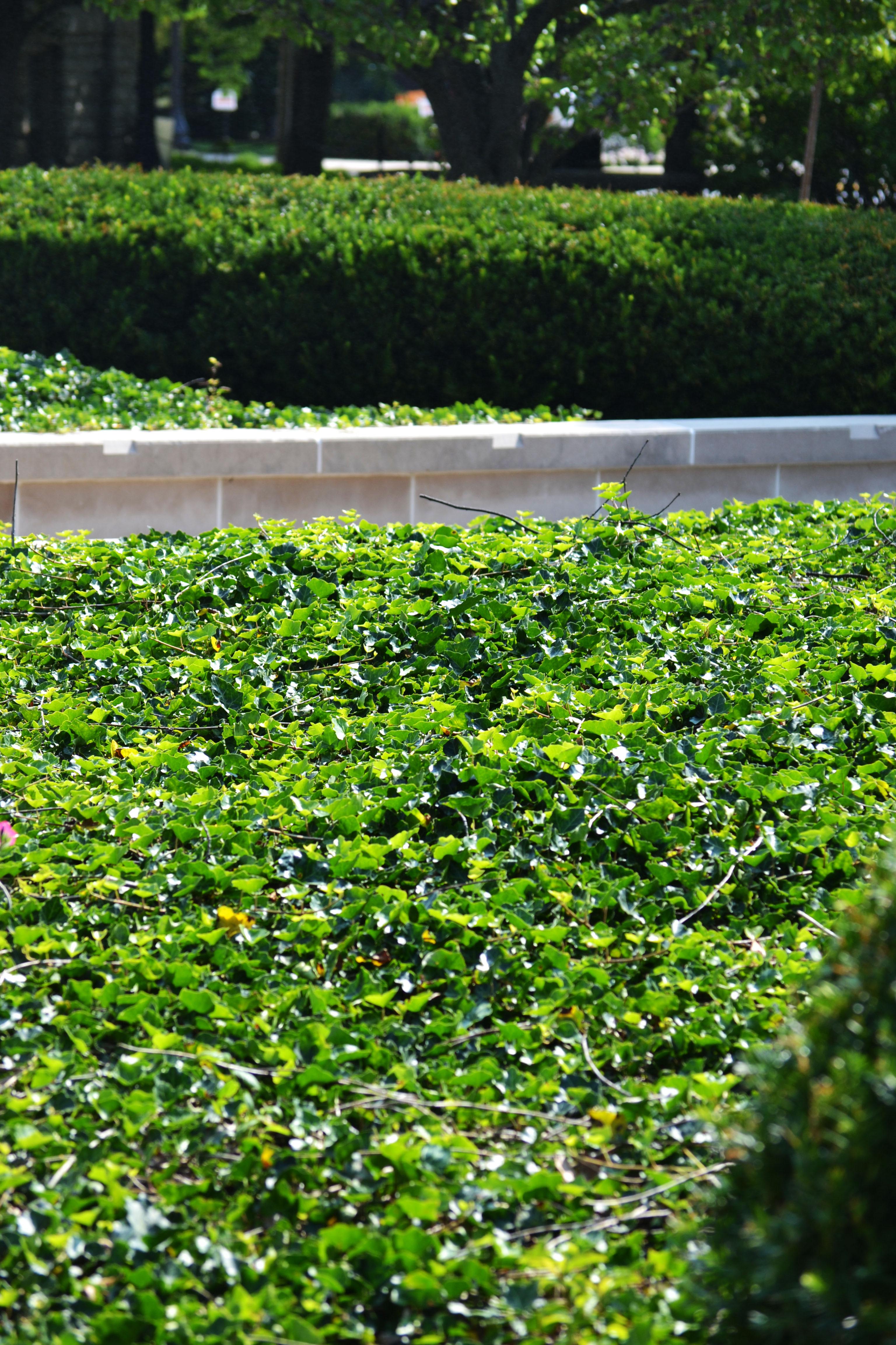Hedera helix ‘Baltica’ – Purdue Arboretum Explorer