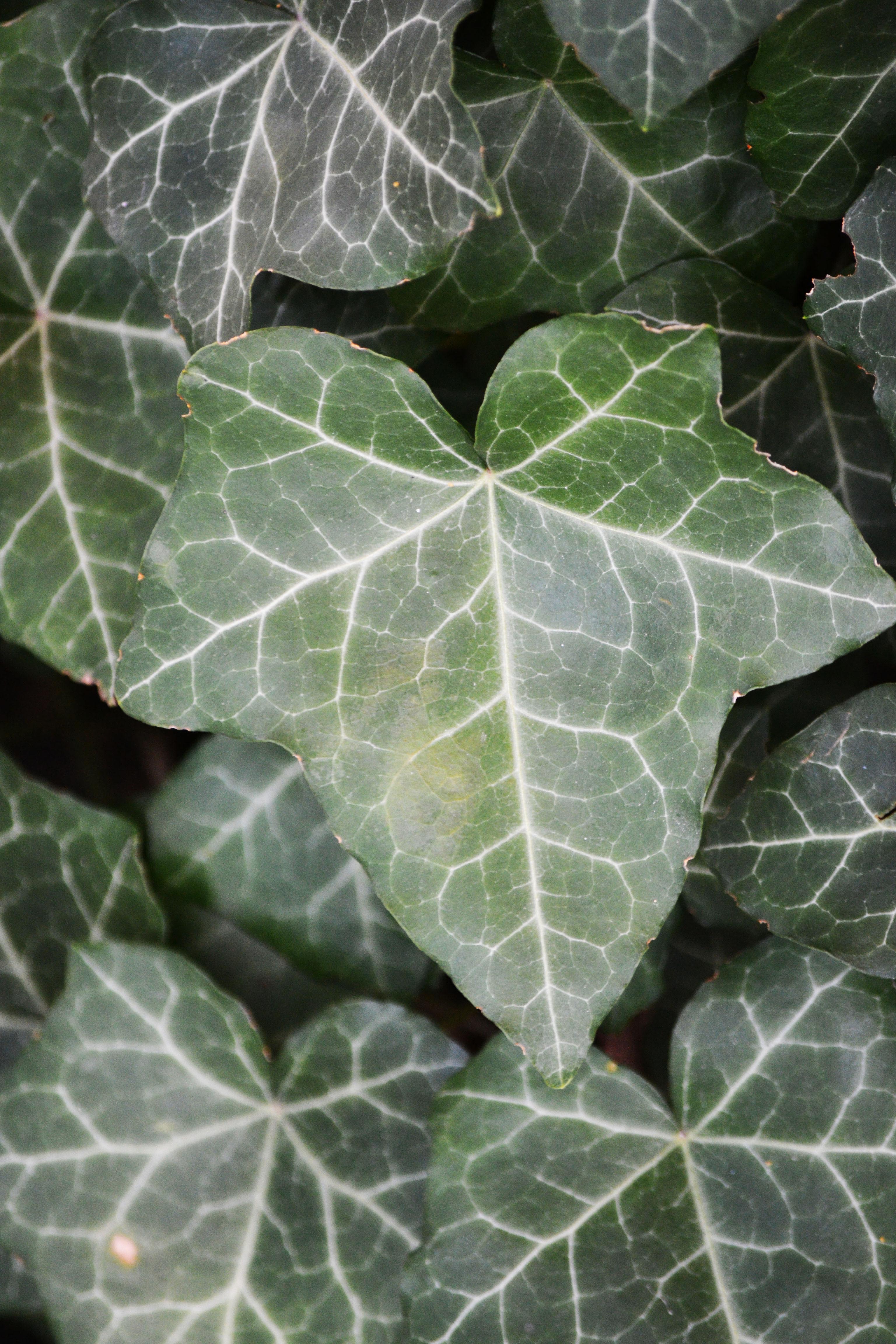 Hedera helix ‘Thorndale’ – Purdue Arboretum Explorer