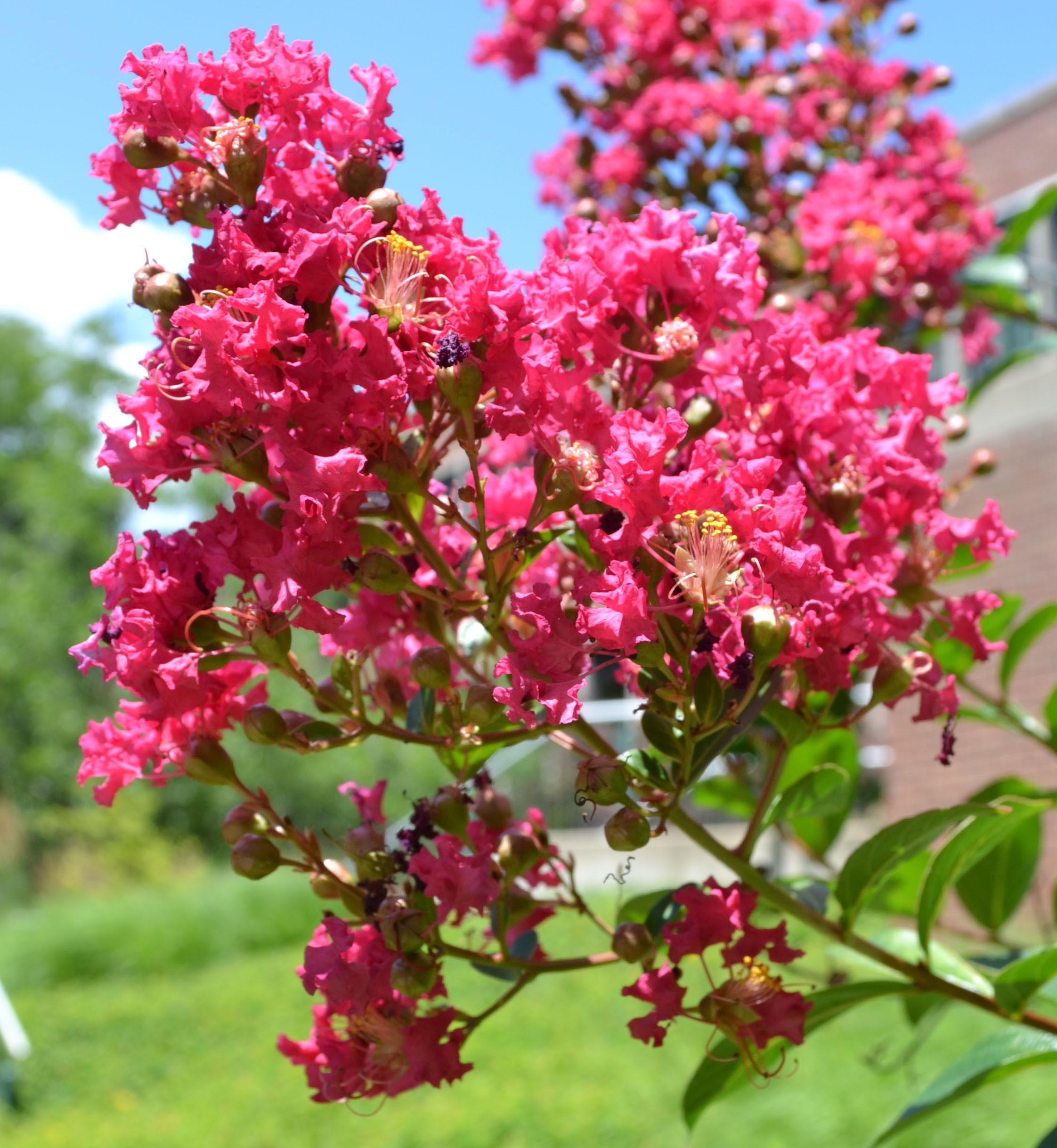 Lagerstroemia indica – Purdue Arboretum Explorer