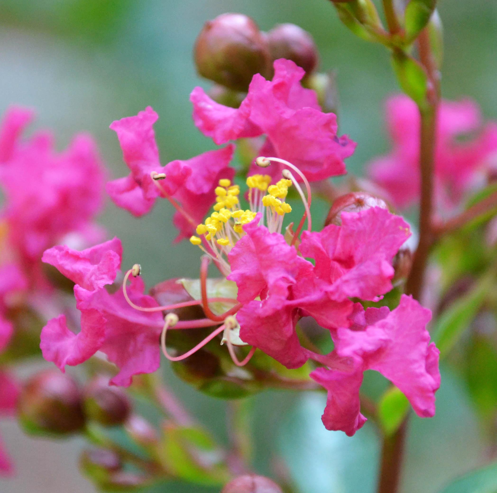 Lagerstroemia indica – Purdue Arboretum Explorer