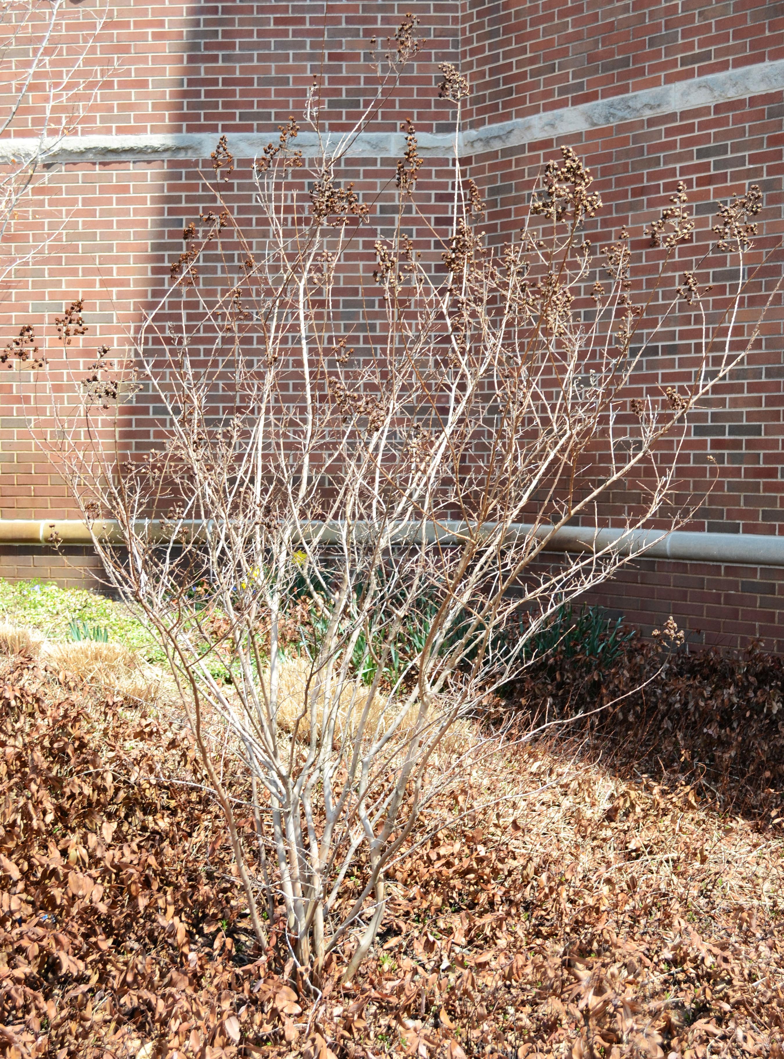 Lagerstroemia indica – Purdue Arboretum Explorer