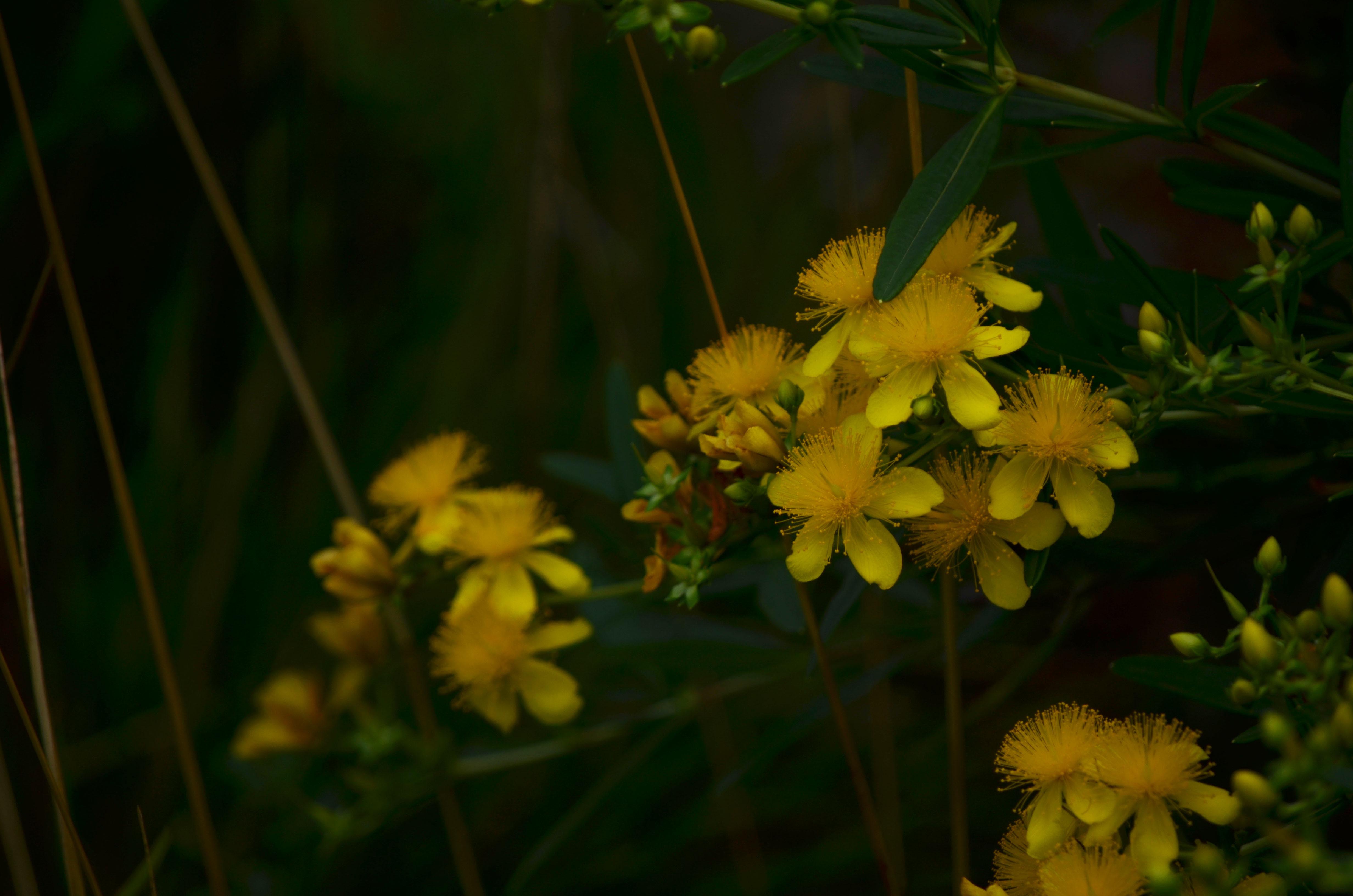 Hypericum kalmianum ‘Gemo’ – Purdue Arboretum Explorer