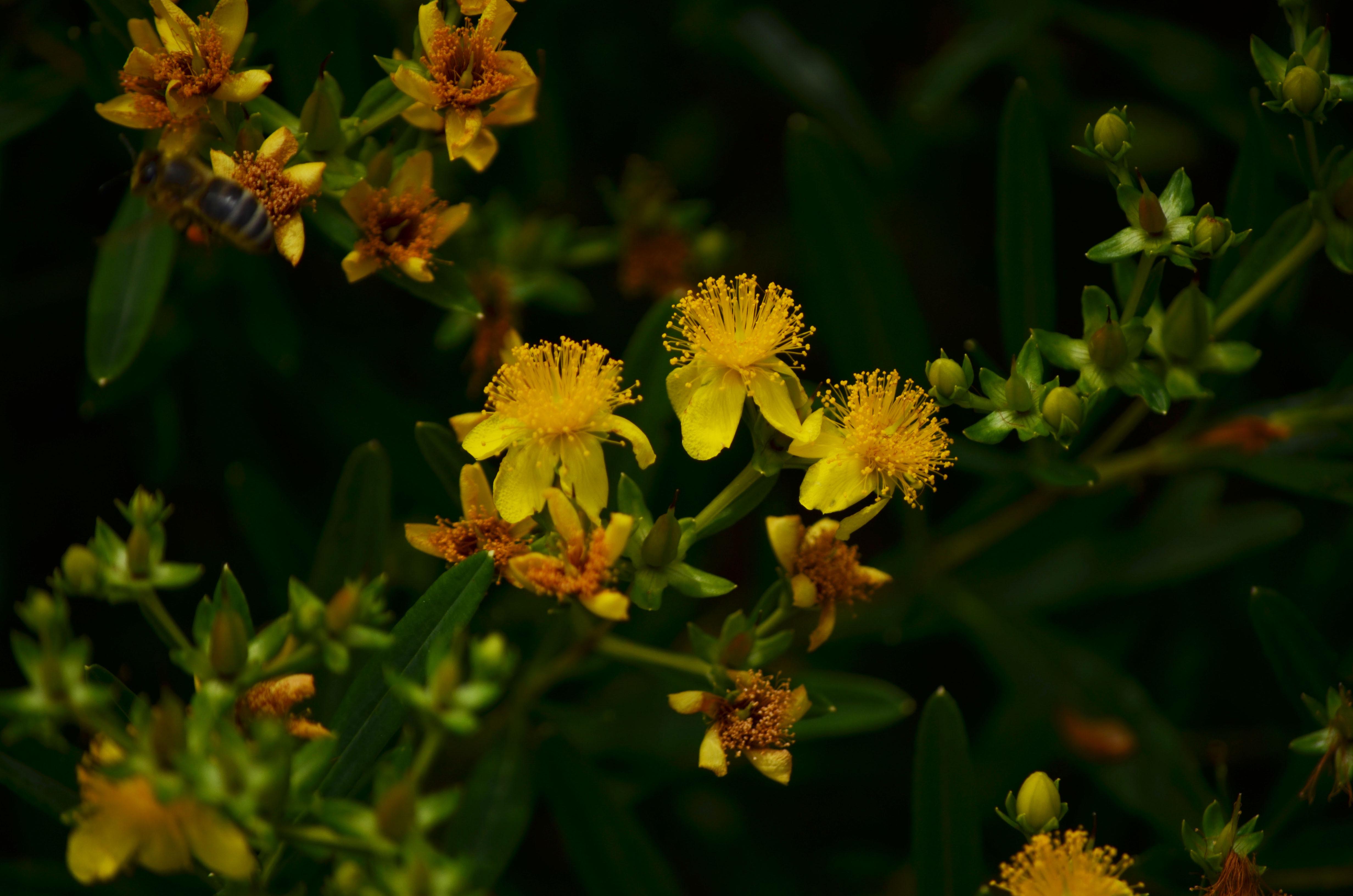 Hypericum kalmianum ‘Gemo’ – Purdue Arboretum Explorer