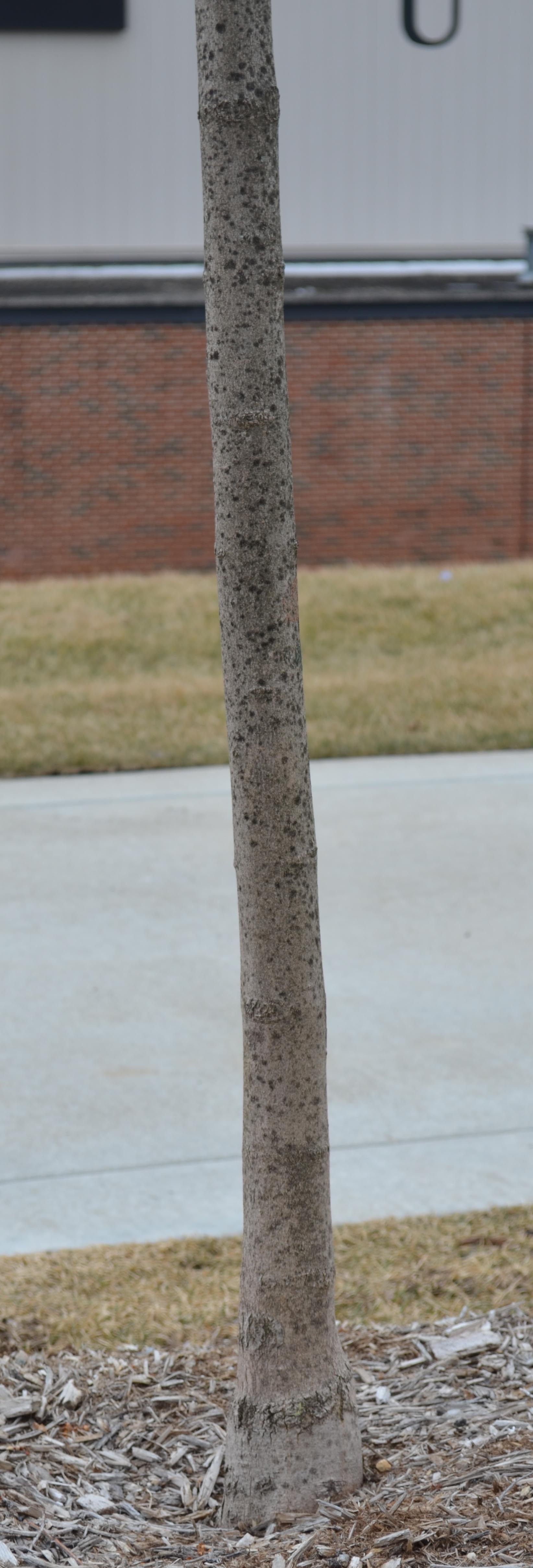 Acer saccharum ‘Bailsta’ [sold as Fall Fiesta™] – Purdue Arboretum Explorer