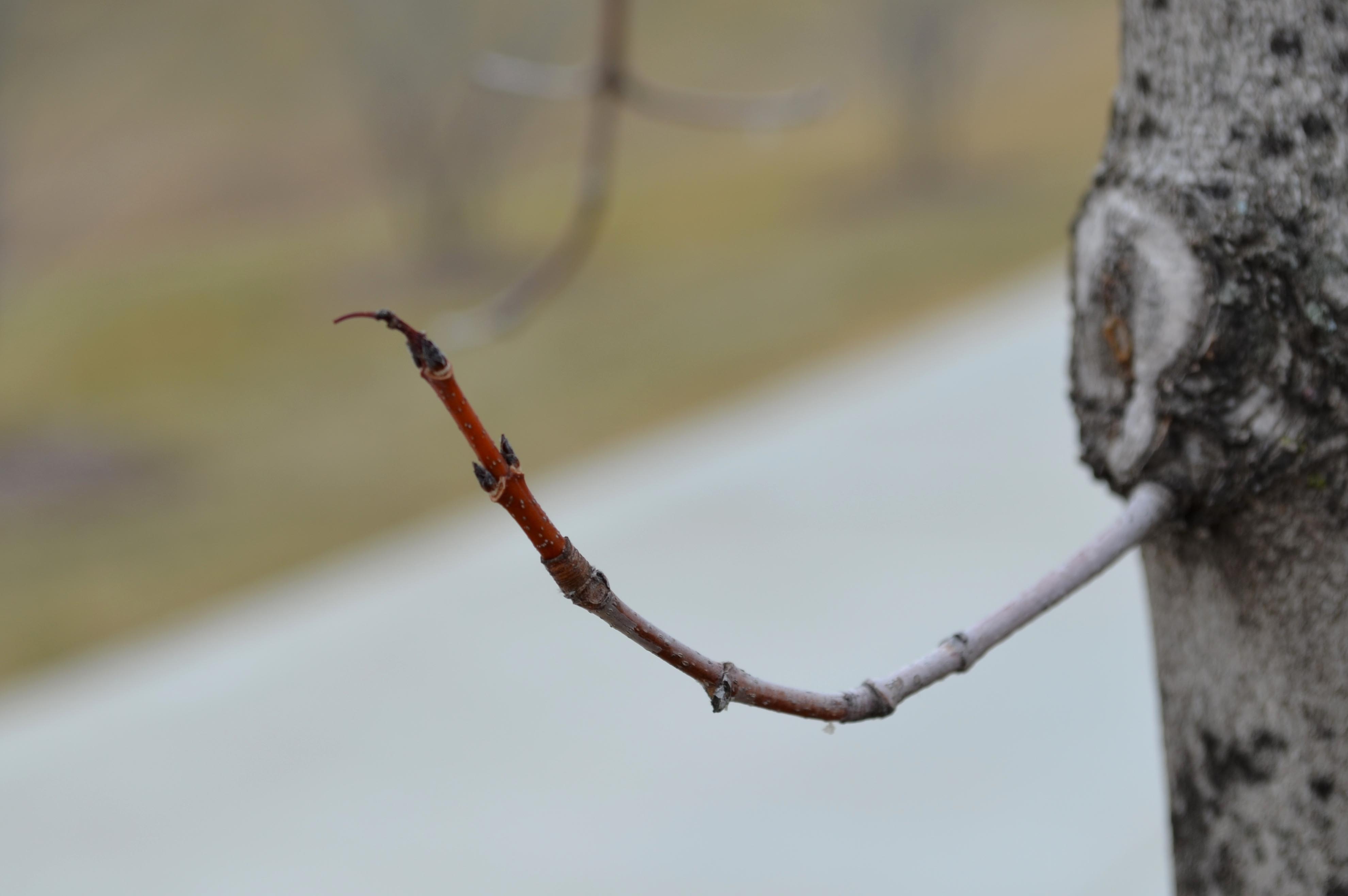 Acer saccharum ‘Bailsta’ [sold as Fall Fiesta™] – Purdue Arboretum Explorer