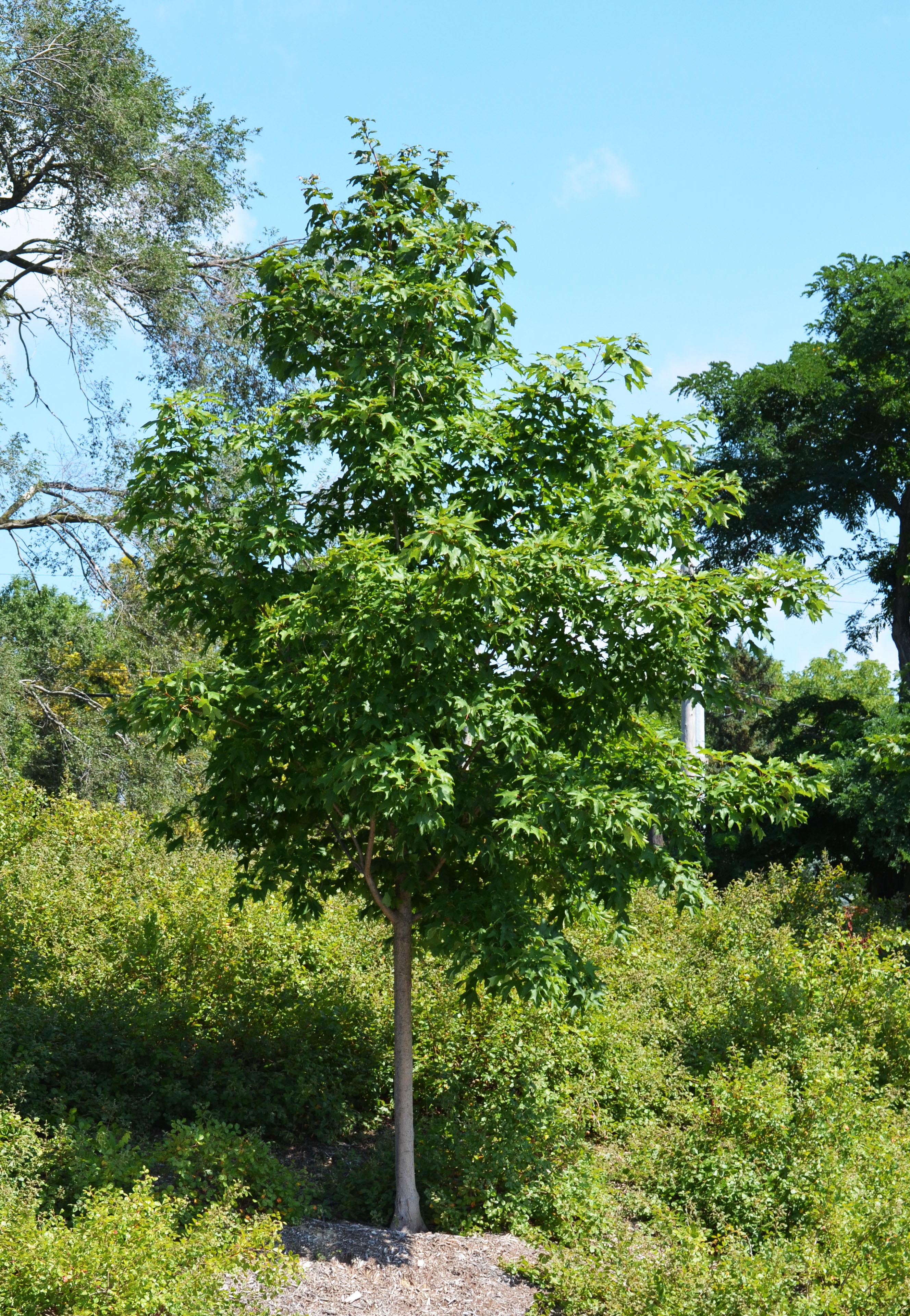 Acer saccharum ‘Bailsta’ [sold as Fall Fiesta™] – Purdue Arboretum Explorer