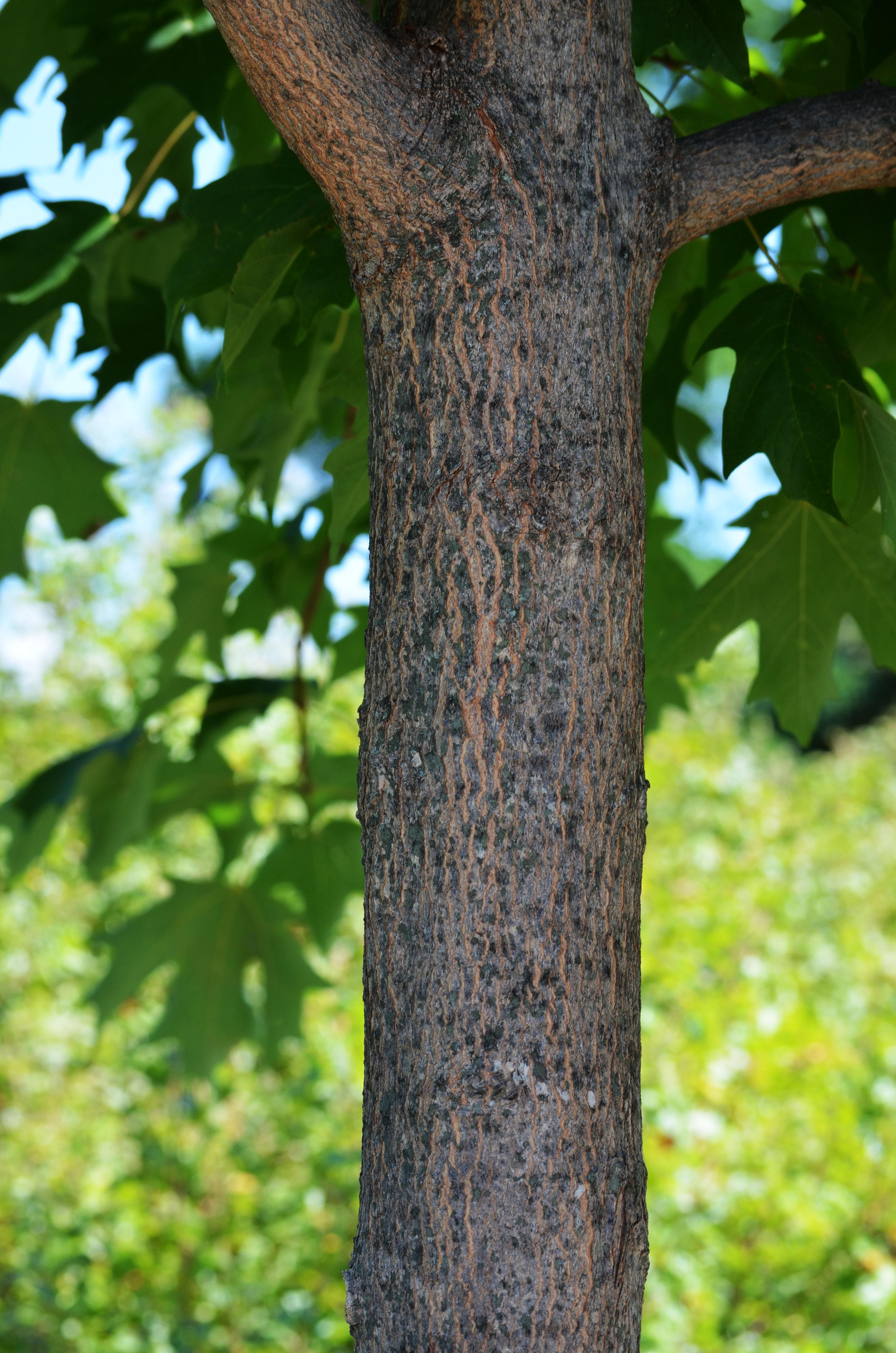 Acer saccharum ‘Bailsta’ [sold as Fall Fiesta™] – Purdue Arboretum Explorer