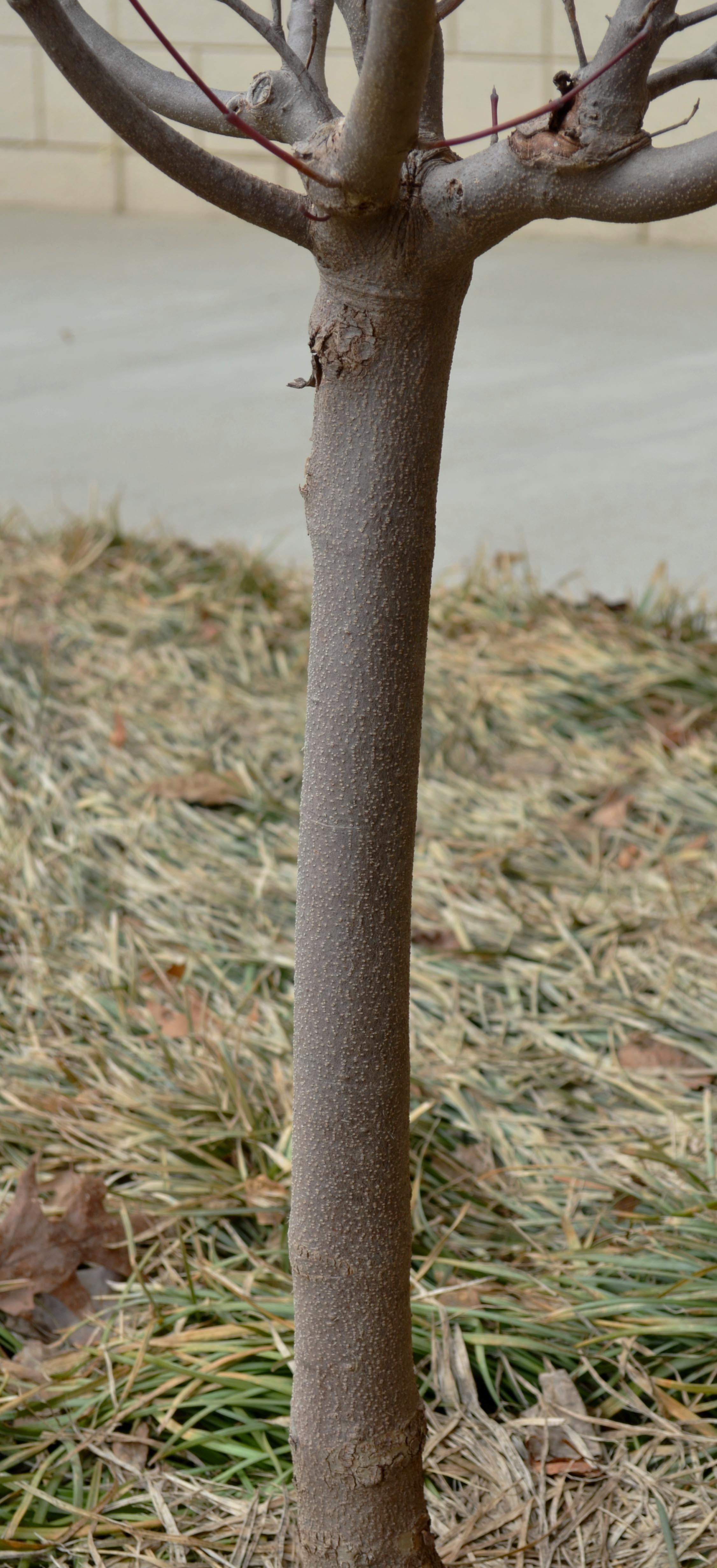 Cornus × rutgersensis ‘Rutban’ [sold as Aurora®] (Stellar Group ...