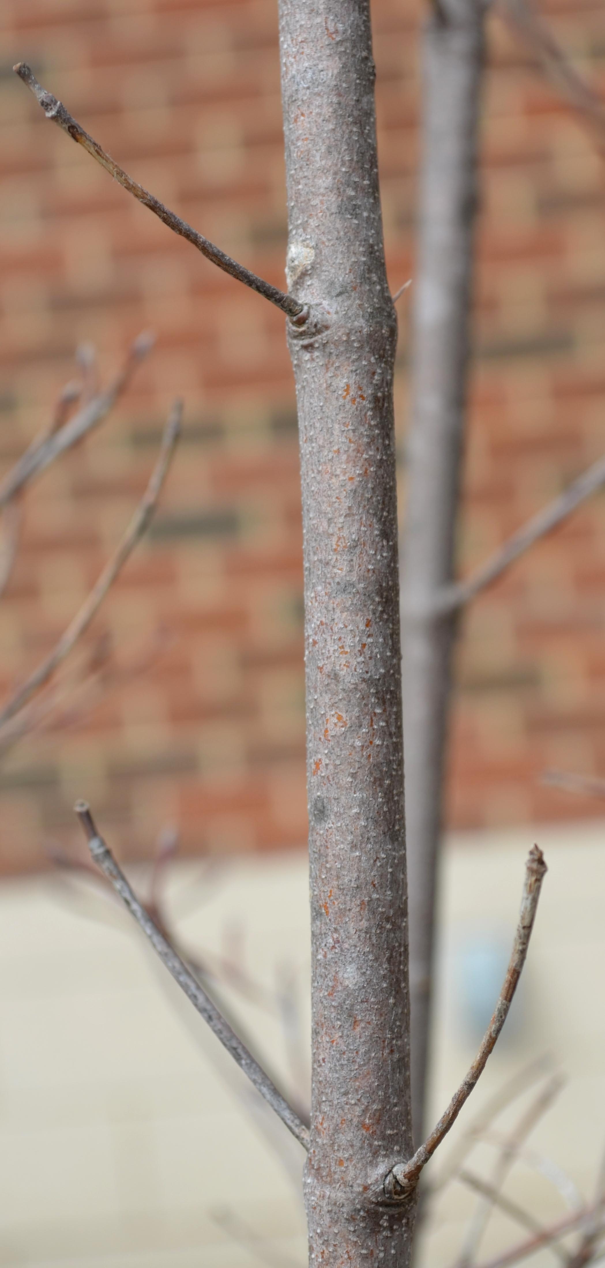 Cornus × rutgersensis ‘Rutban’ [sold as Aurora®] (Stellar Group ...