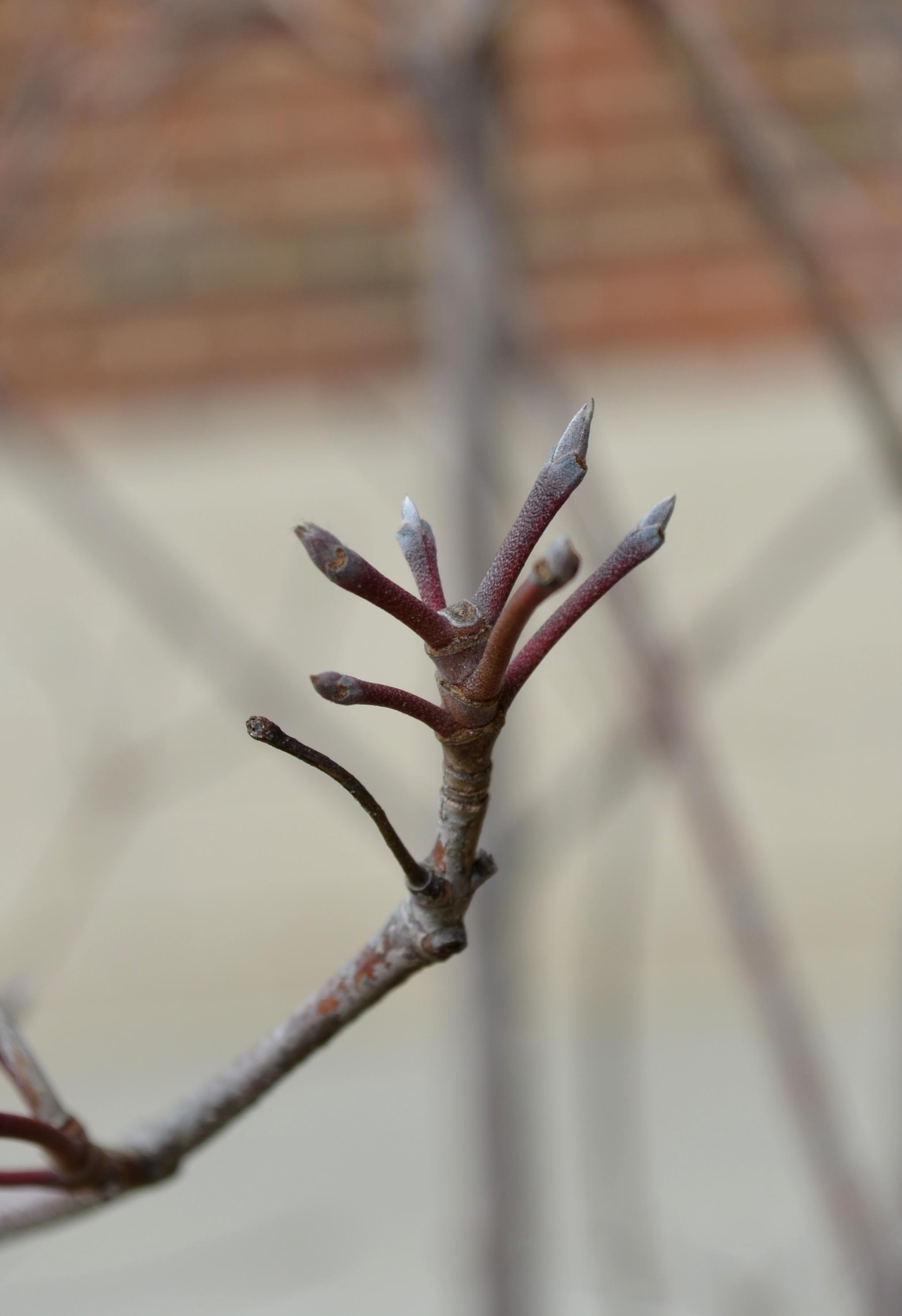 Cornus × rutgersensis ‘Rutban’ [sold as Aurora®] (Stellar Group ...