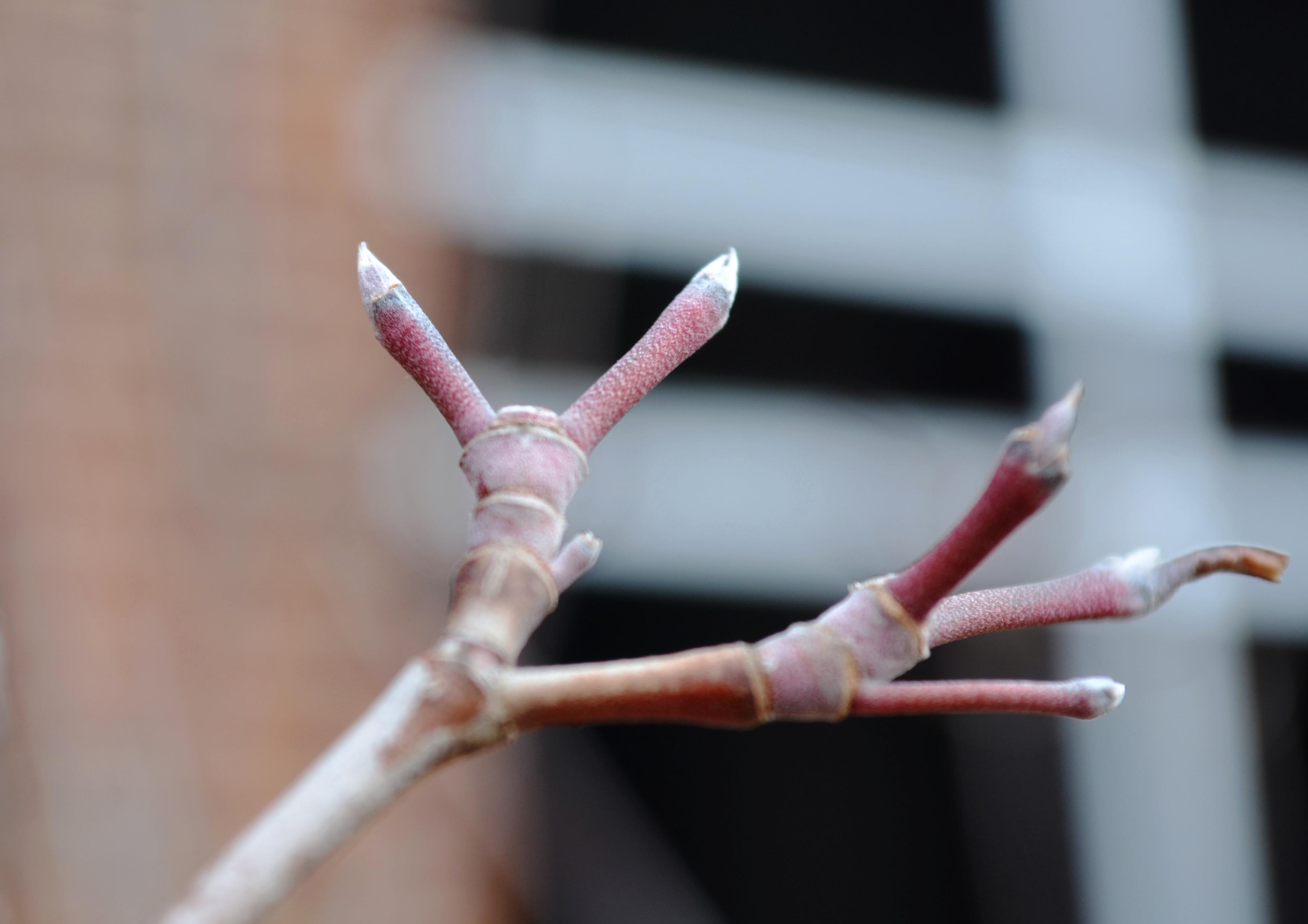 Cornus × rutgersensis ‘Rutban’ [sold as Aurora®] (Stellar Group ...