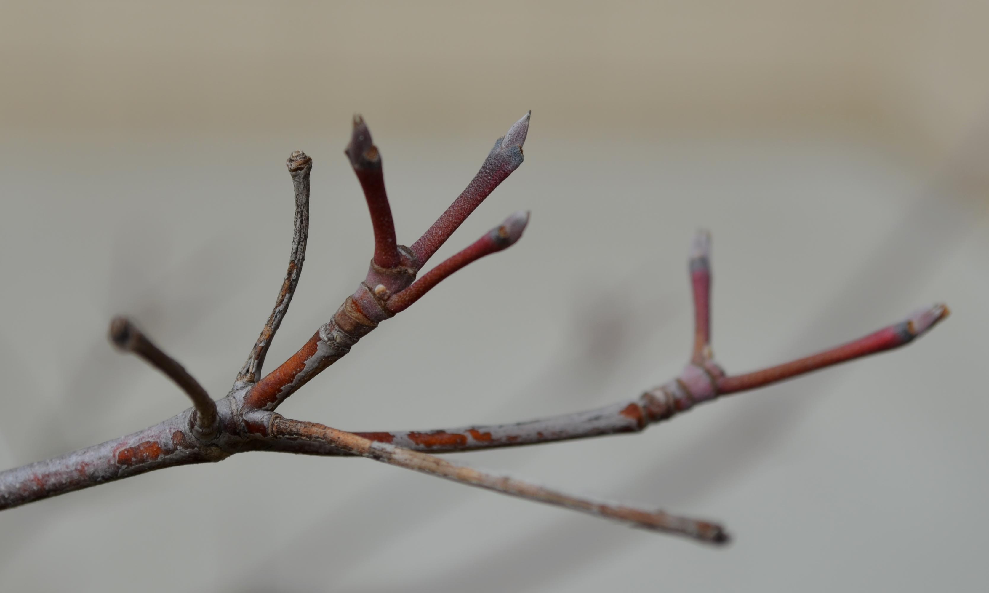Cornus × rutgersensis ‘Rutban’ [sold as Aurora®] (Stellar Group ...