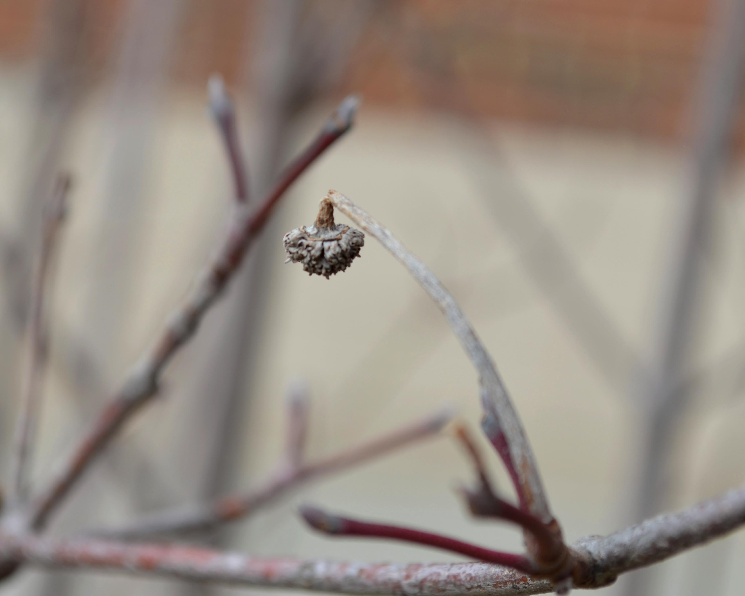 Cornus × rutgersensis ‘Rutban’ [sold as Aurora®] (Stellar Group ...
