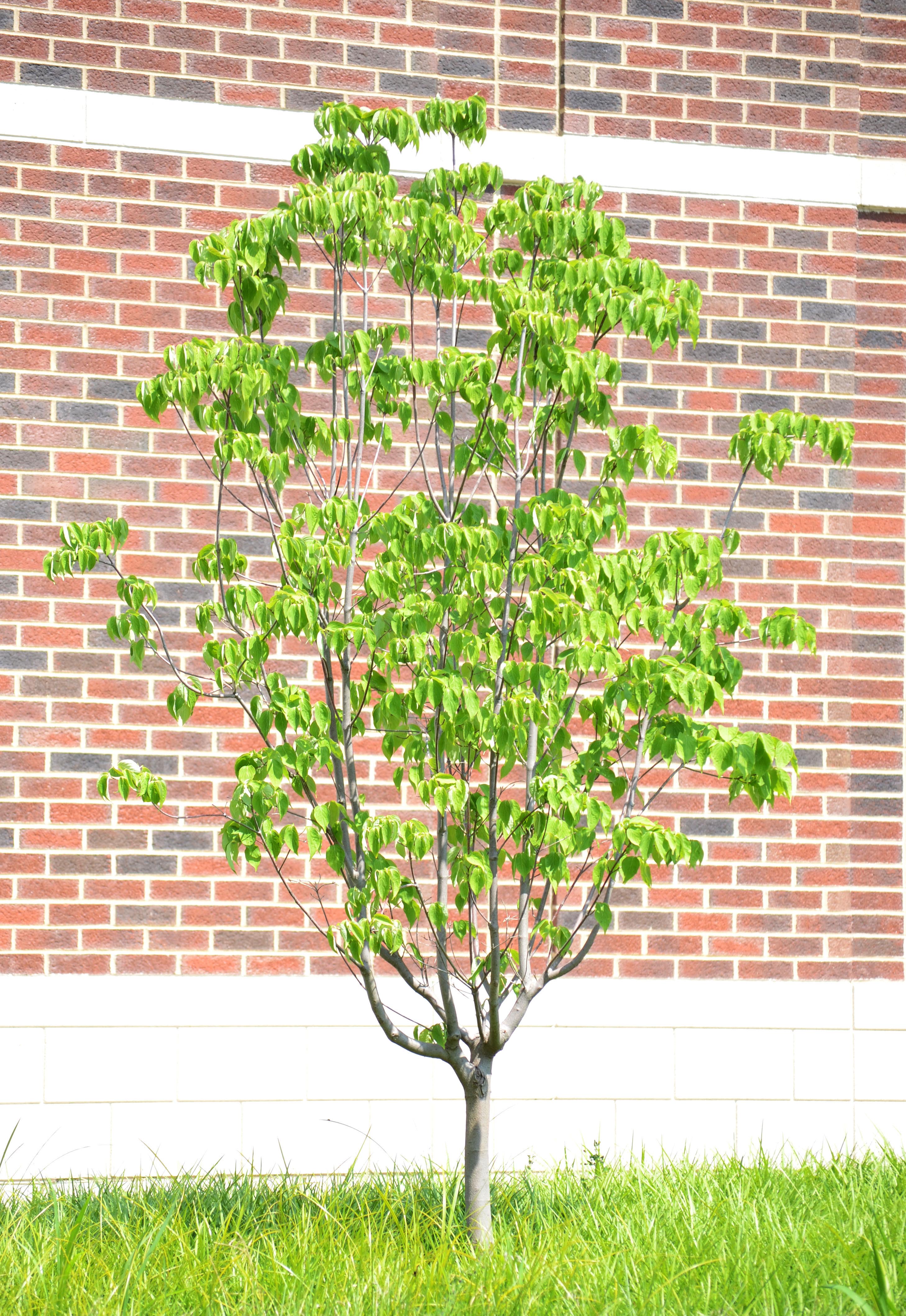 Cornus × rutgersensis ‘Rutban’ [sold as Aurora®] (Stellar Group ...