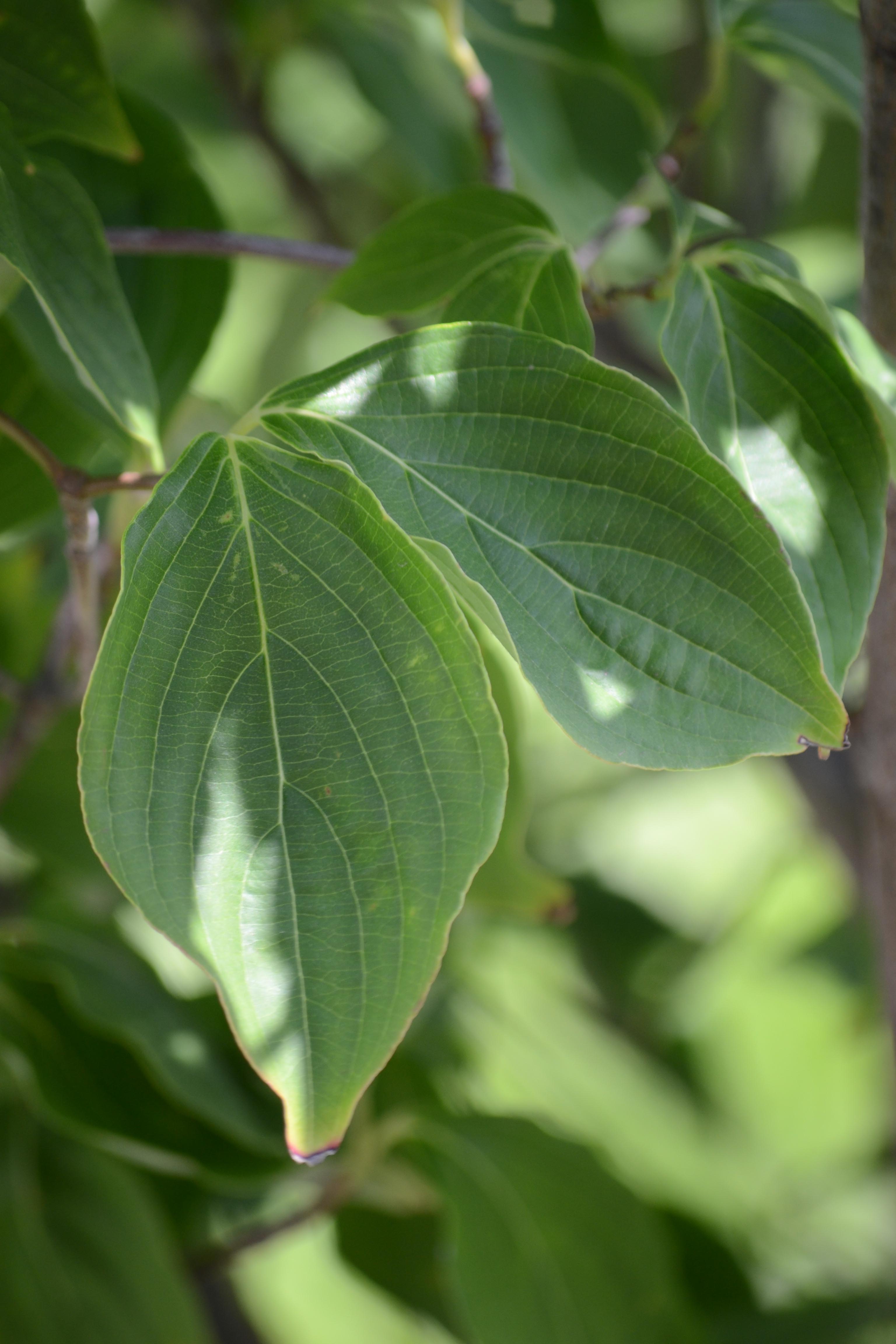 Cornus × rutgersensis ‘Rutban’ [sold as Aurora®] (Stellar Group ...