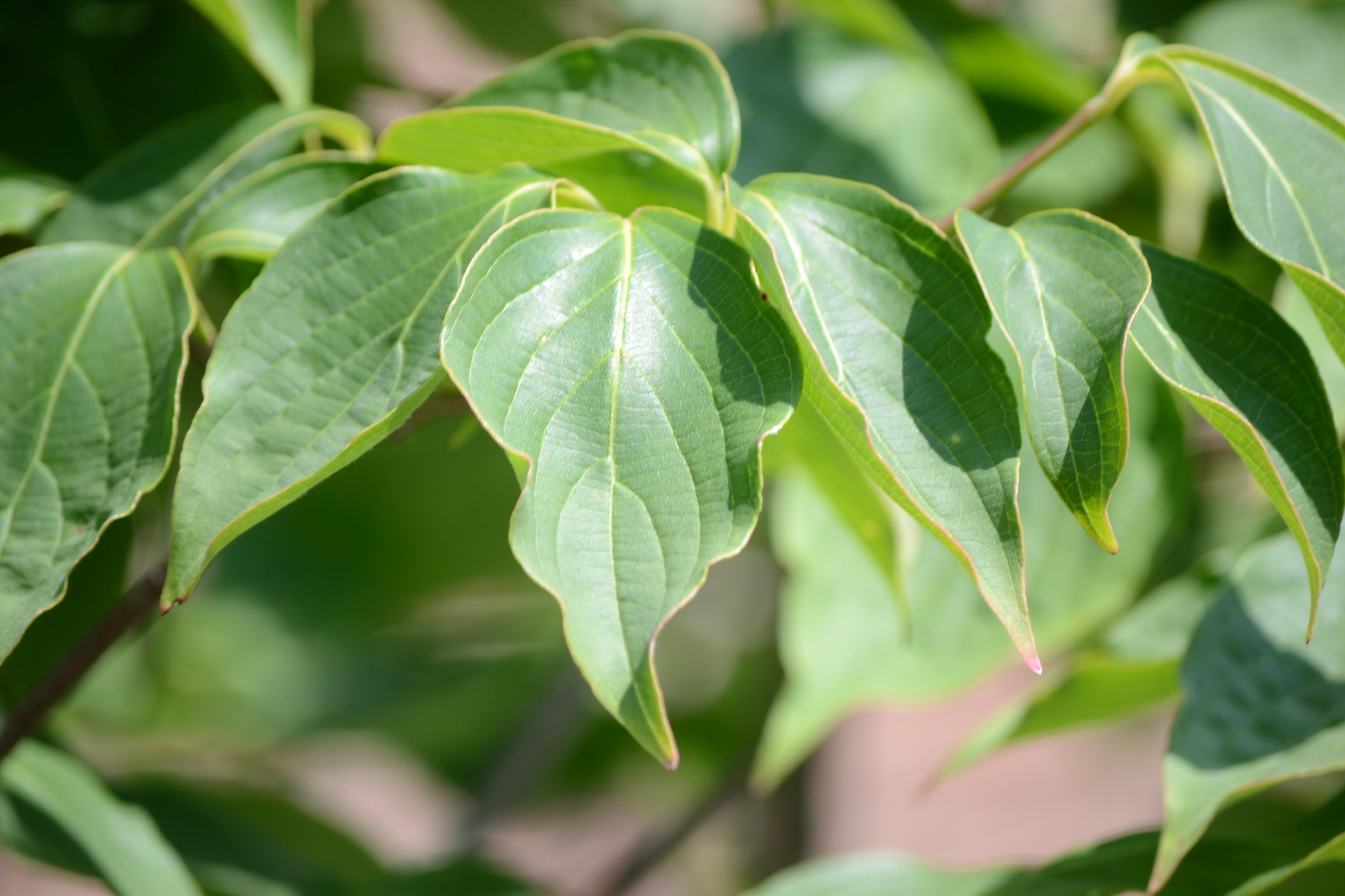 Cornus × rutgersensis ‘Rutban’ [sold as Aurora®] (Stellar Group ...