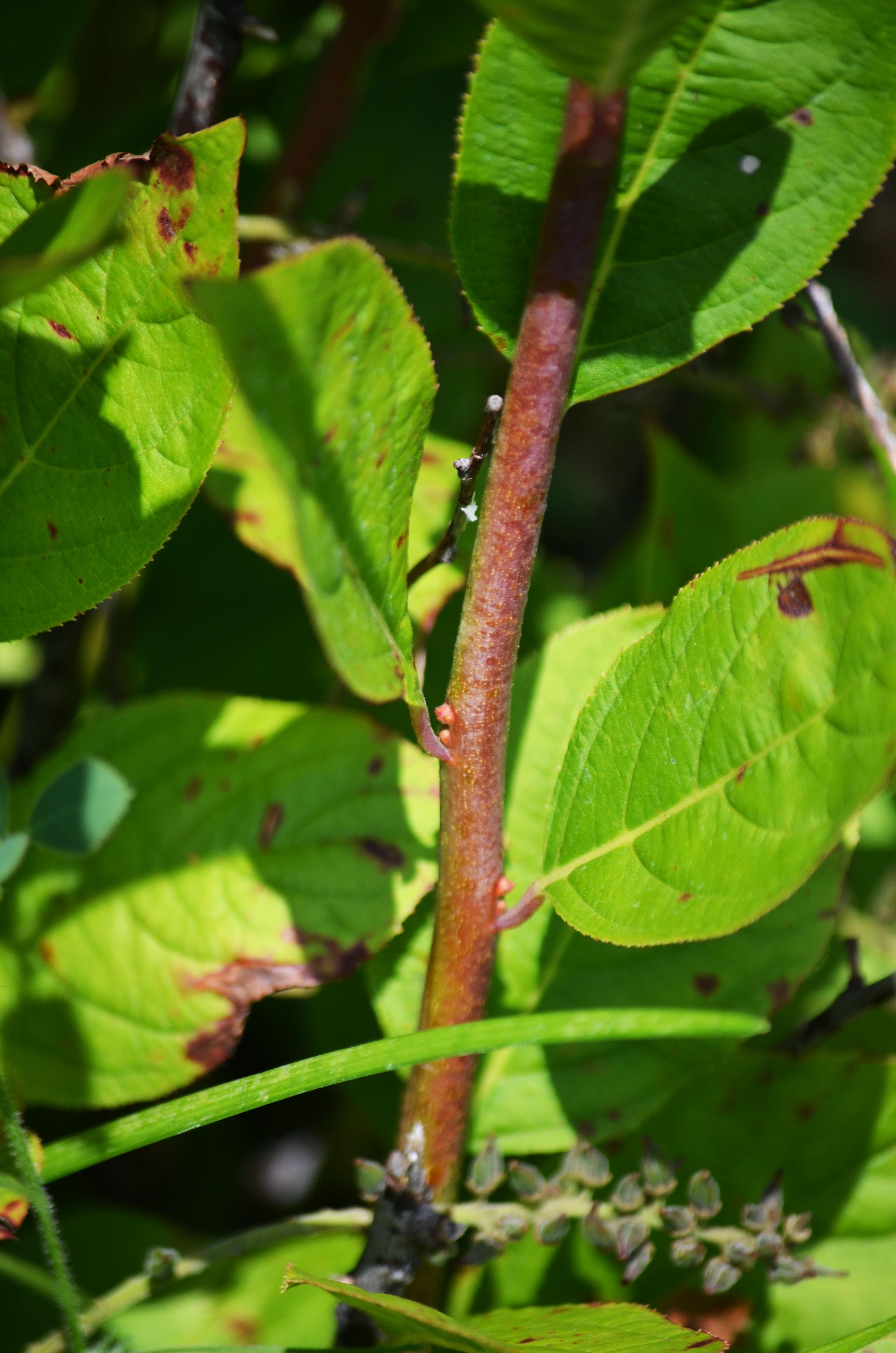 Itea virginica ‘Henry’s Garnet’ – Purdue Arboretum Explorer