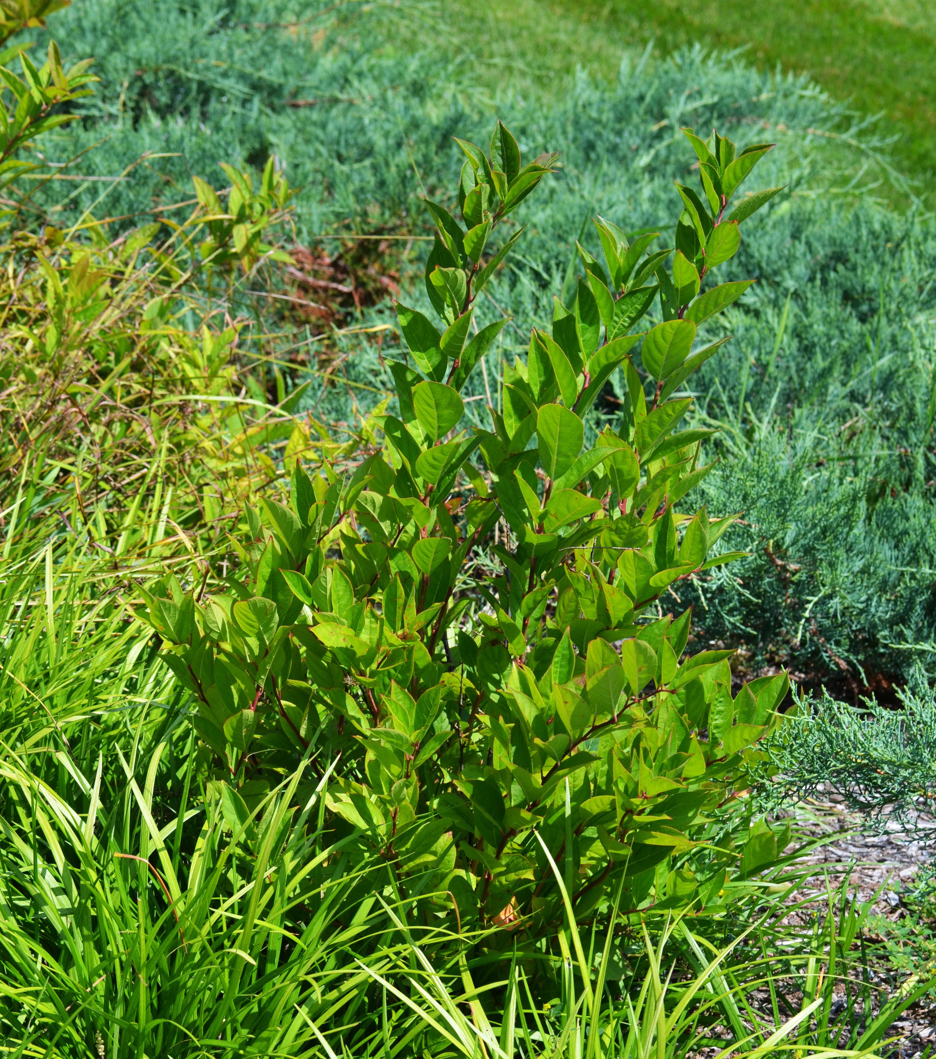 Itea virginica ‘Henry’s Garnet’ – Purdue Arboretum Explorer