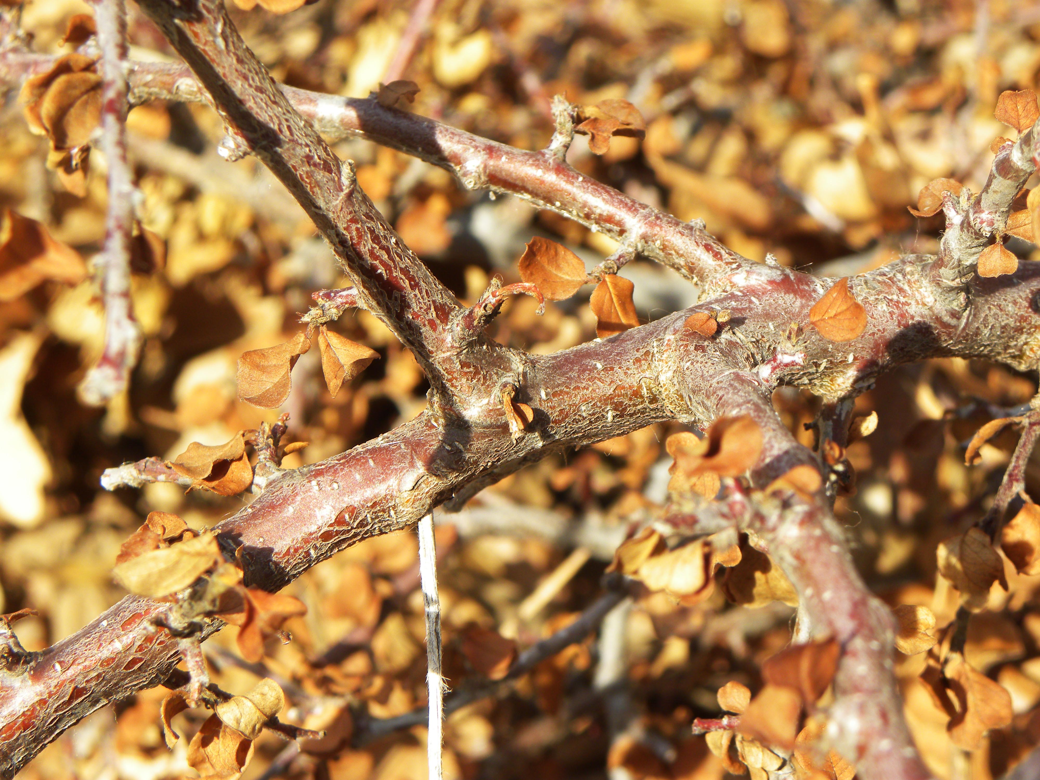 Cotoneaster dammeri ‘Coral Beauty’ – Purdue Arboretum Explorer