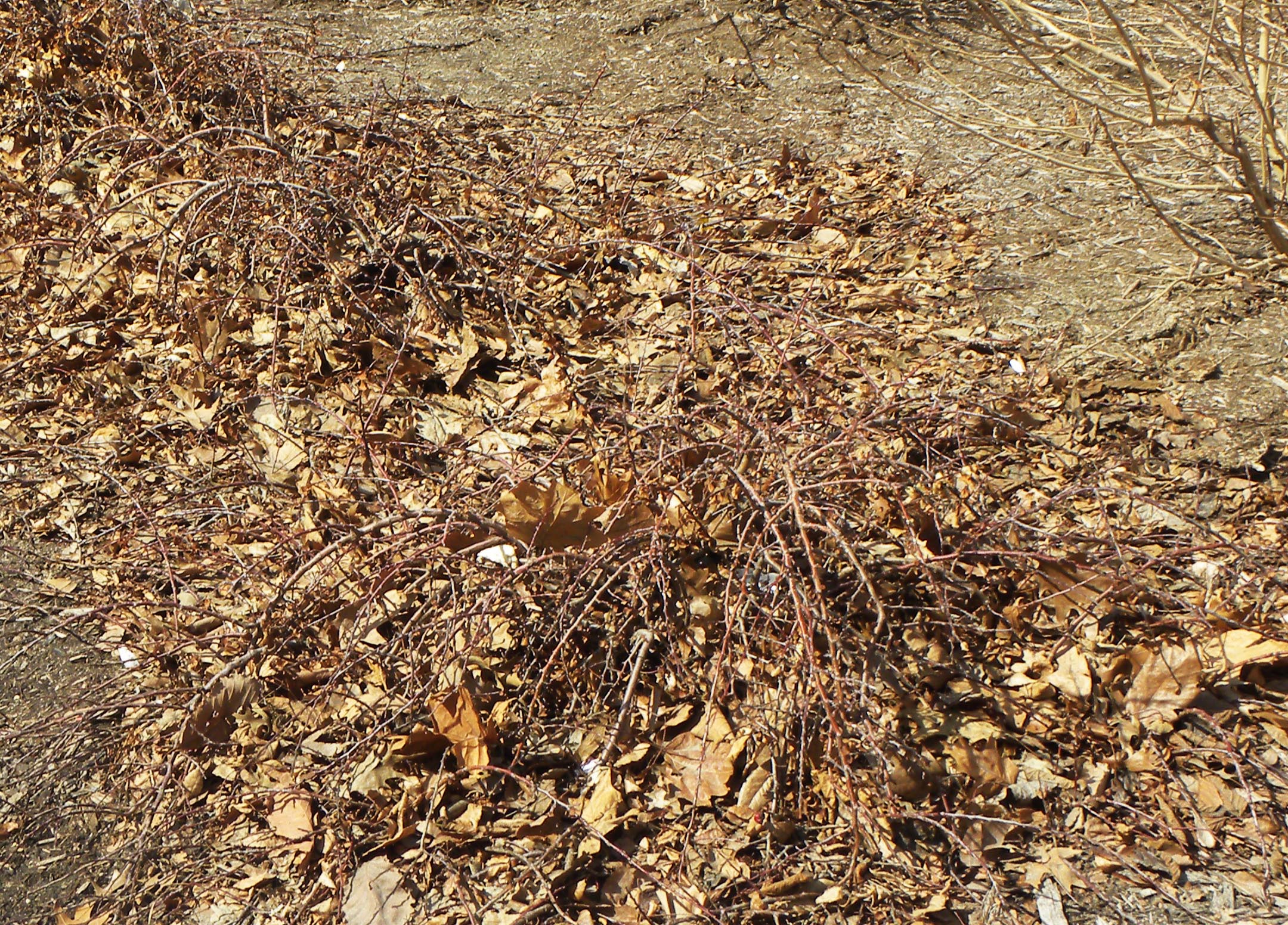Cotoneaster dammeri ‘Coral Beauty’ – Purdue Arboretum Explorer