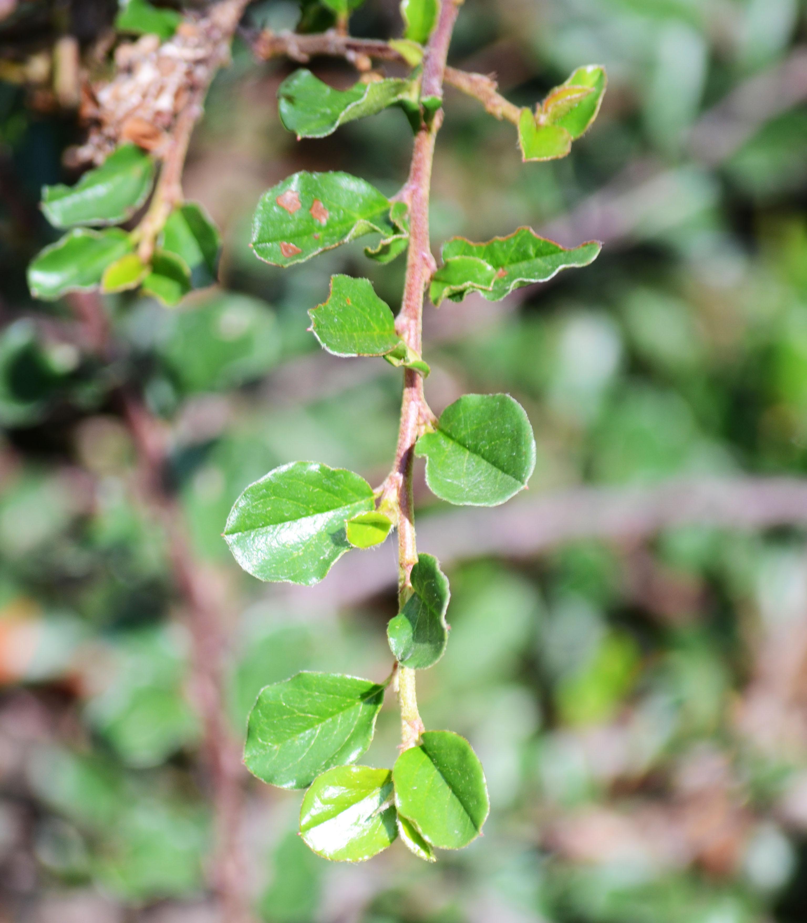 Cotoneaster dammeri ‘Coral Beauty’ – Purdue Arboretum Explorer