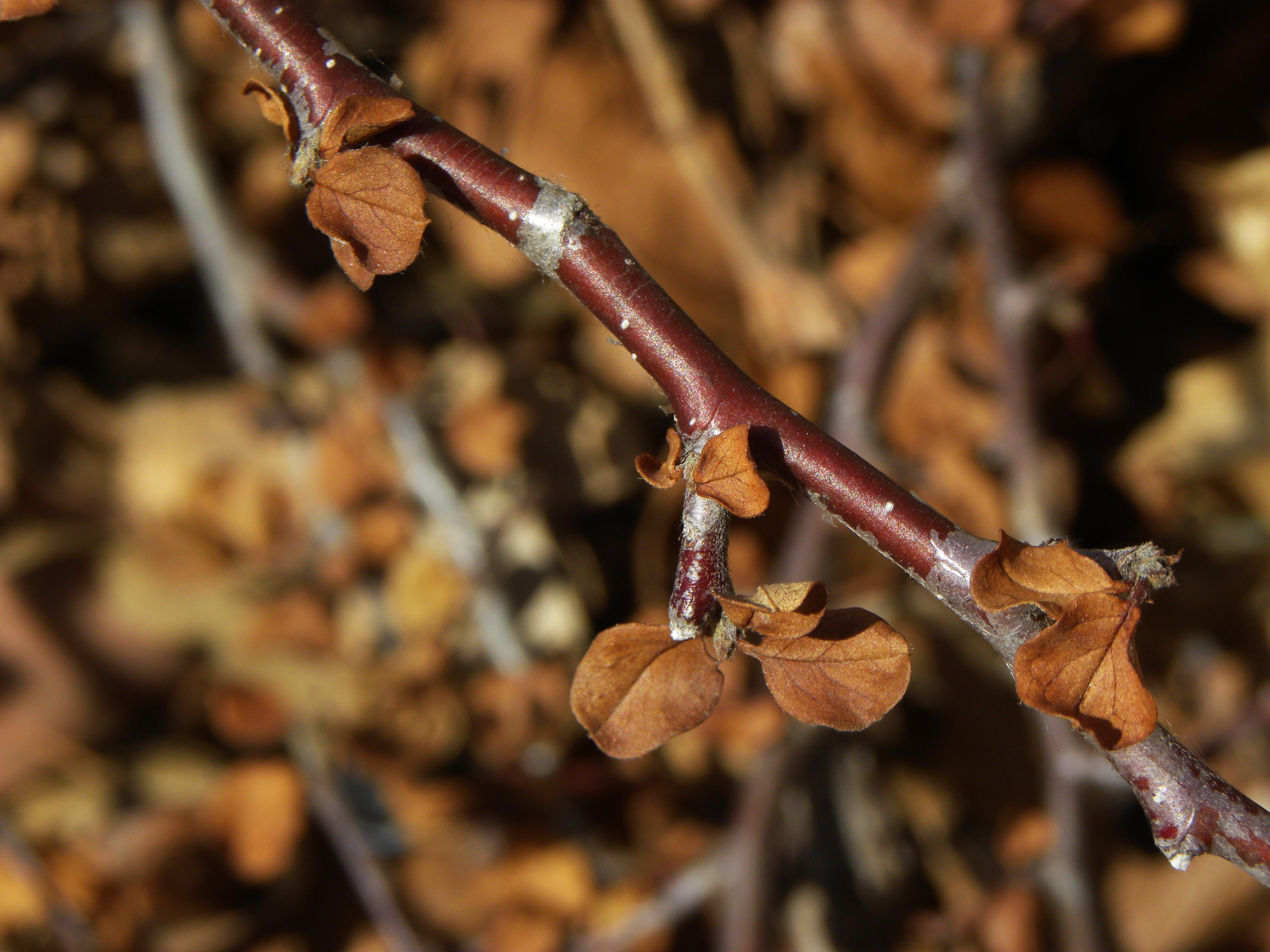 Cotoneaster dammeri ‘Coral Beauty’ – Purdue Arboretum Explorer