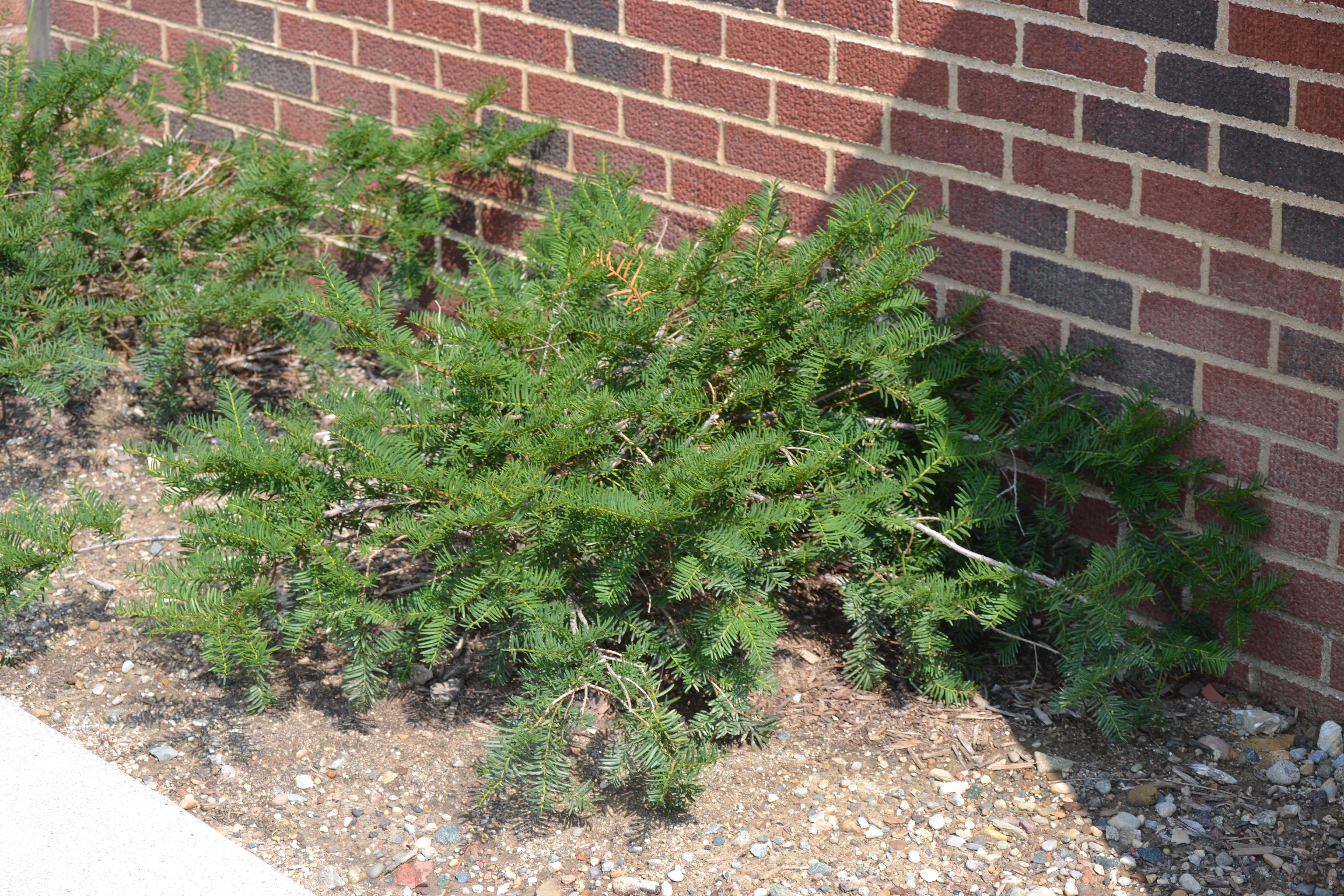 Taxus × media ‘Dark Green Spreader’ – Purdue Arboretum Explorer
