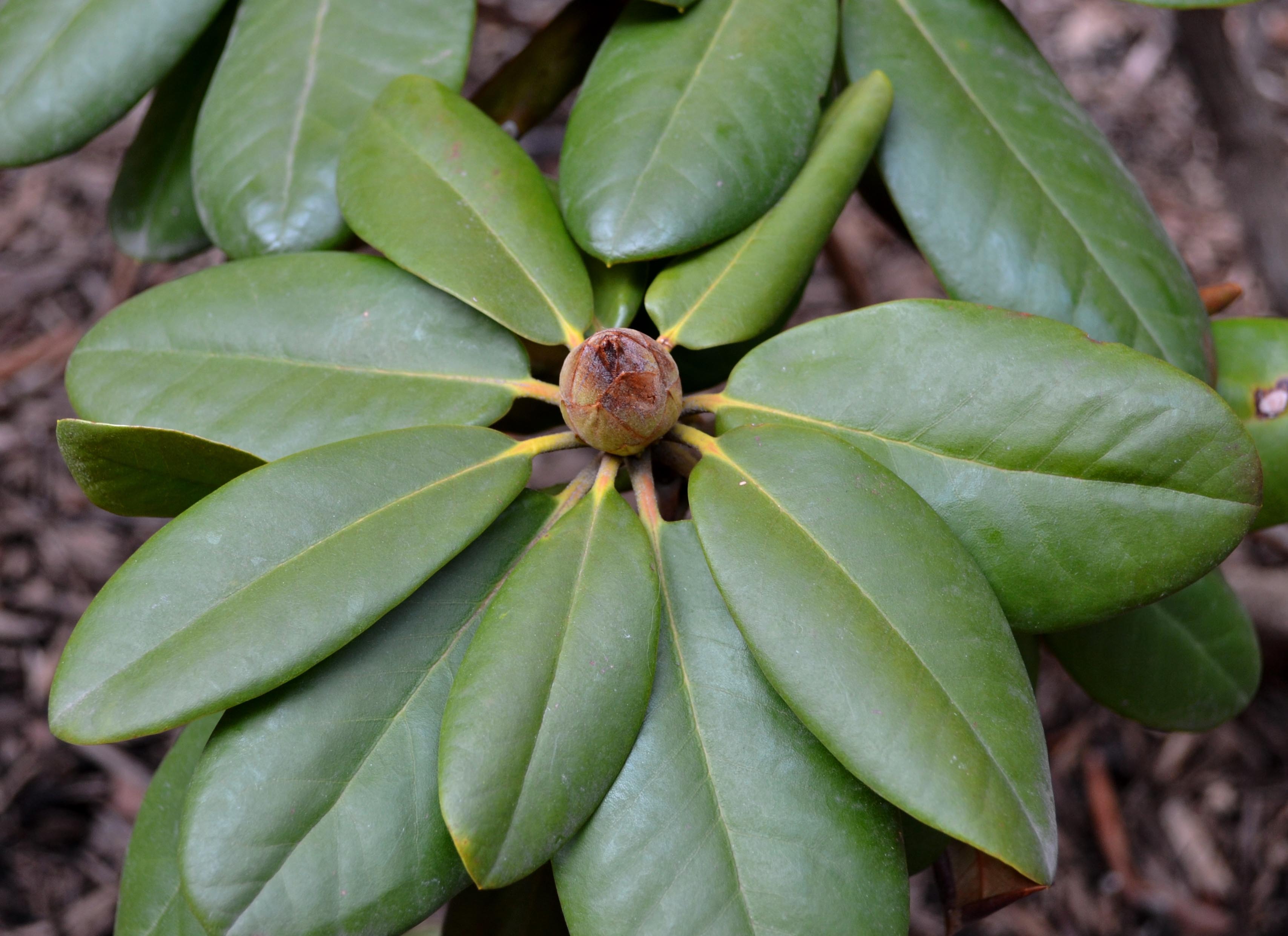 Rhododendron catawbiense ‘Pearce’s American Beauty’ – Purdue Arboretum ...