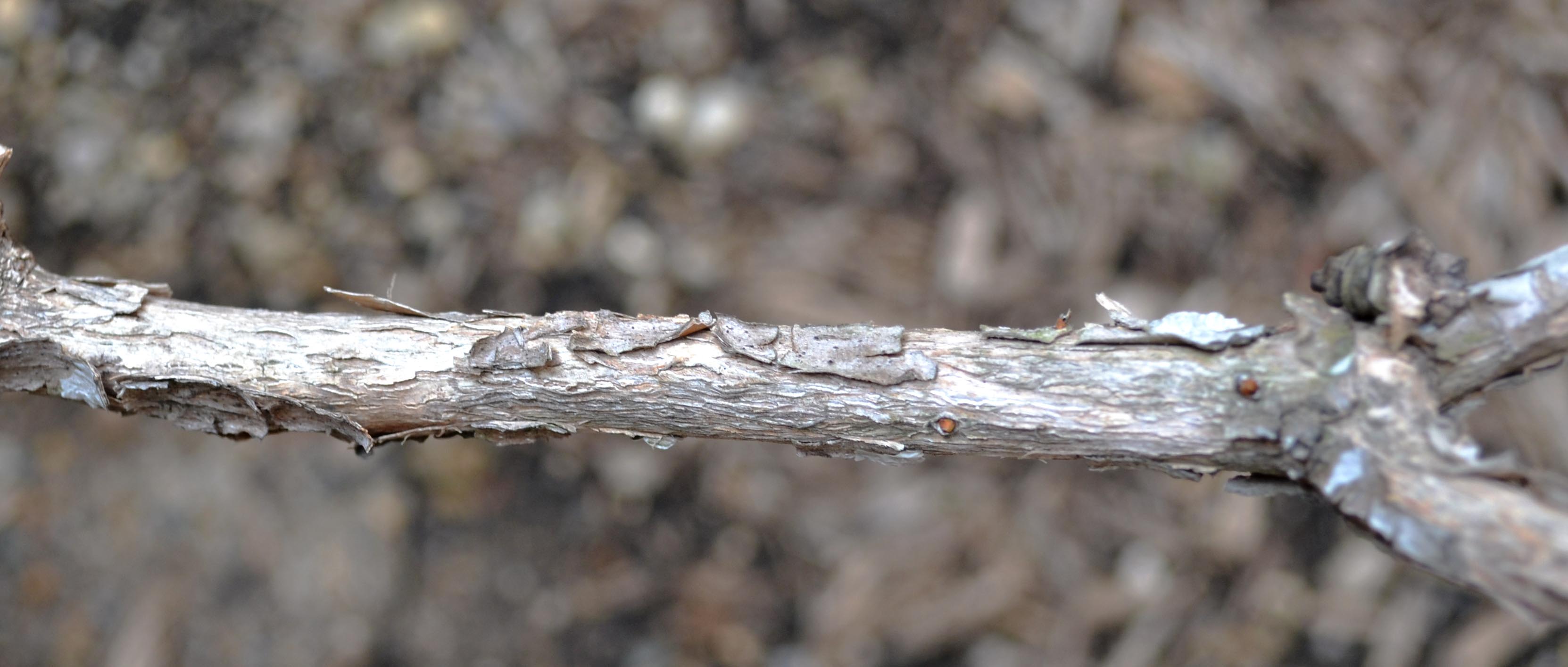 Rhododendron catawbiense ‘Pearce’s American Beauty’ – Purdue Arboretum ...